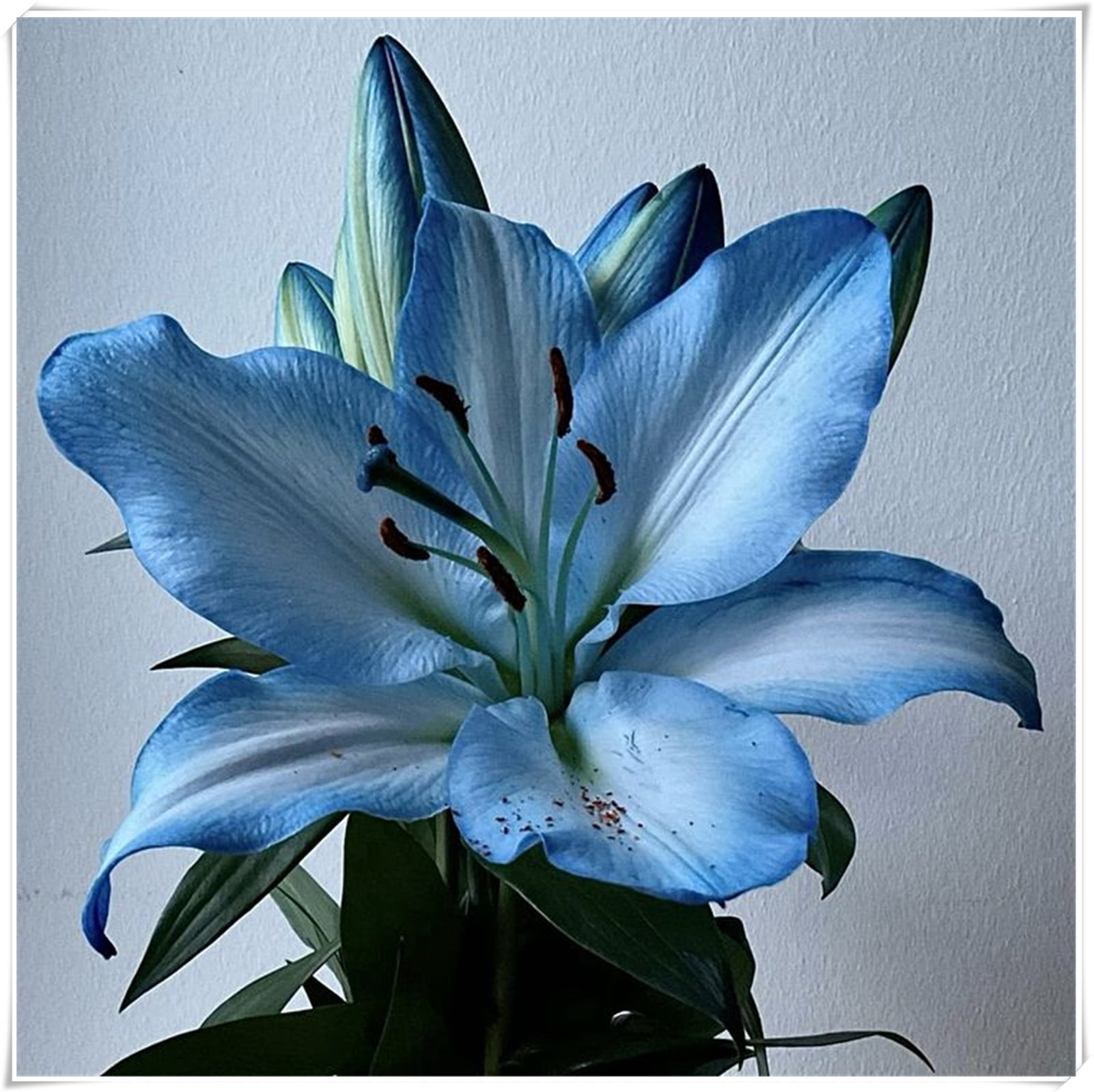 Bluk Garden (Lily for Planting) Elegance Decoration Perfect for Borders ...