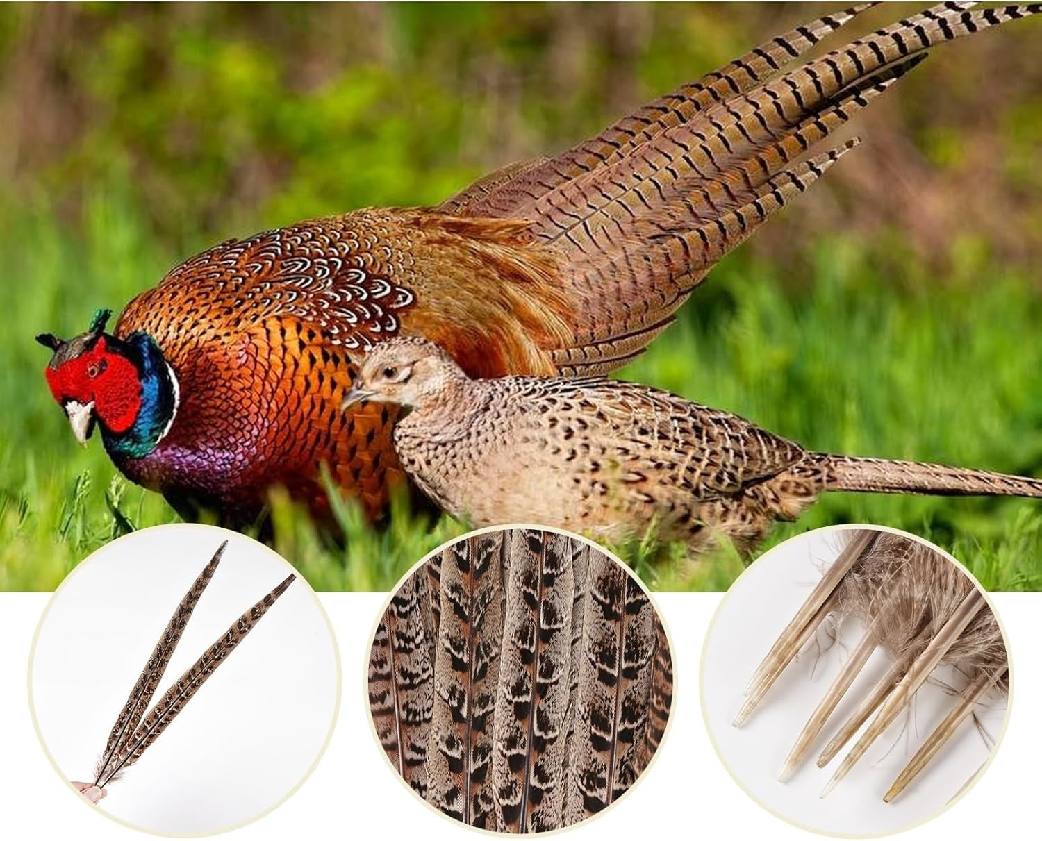 Blukids 1pc Female Pheasant Feather Natural Ringneck Tails Feathers for Crafts Home Wedding ...