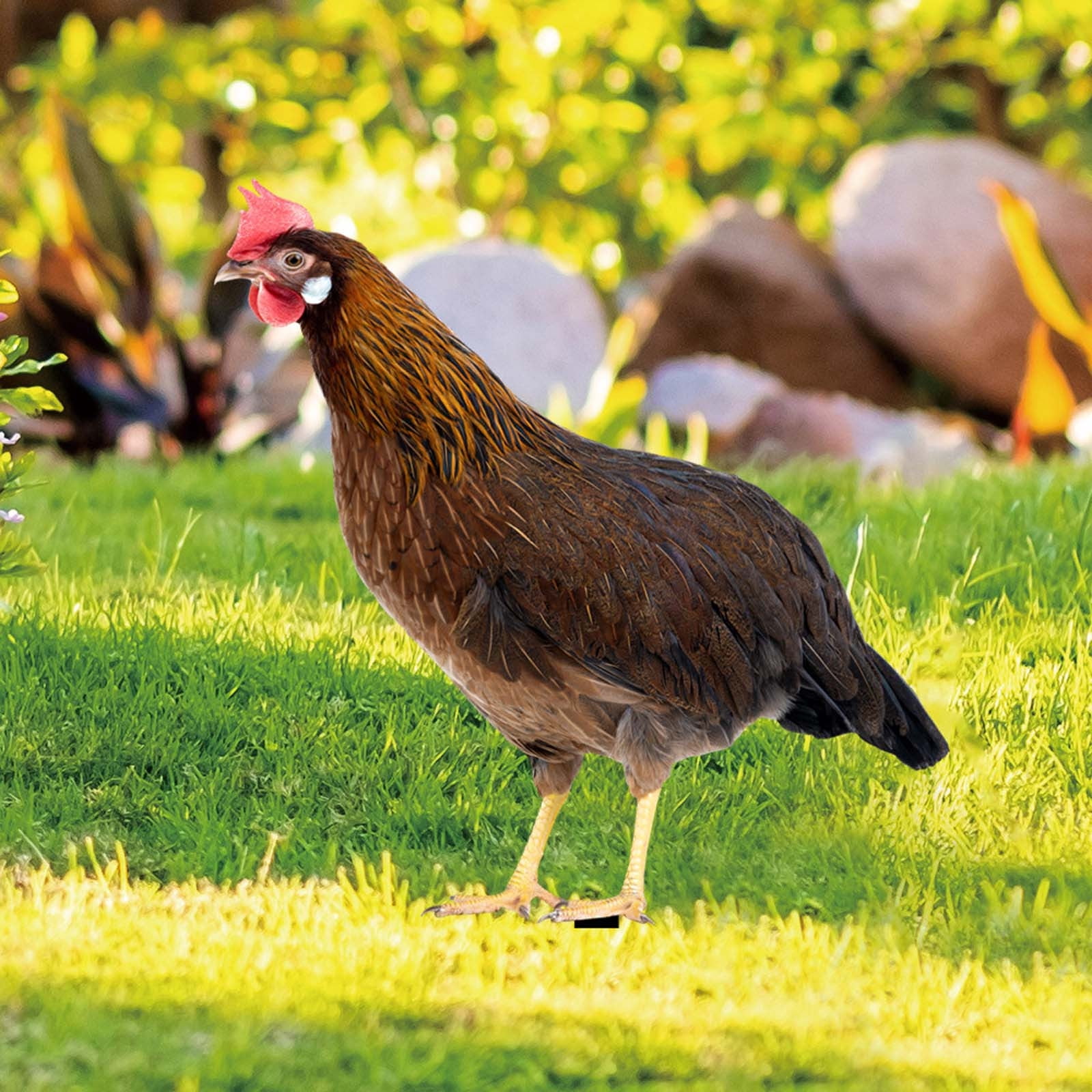 Blukids Metal Rooster Decorative Garden Stakes, Garden Chicken Stakes, Chicken Metal Yard Art ...