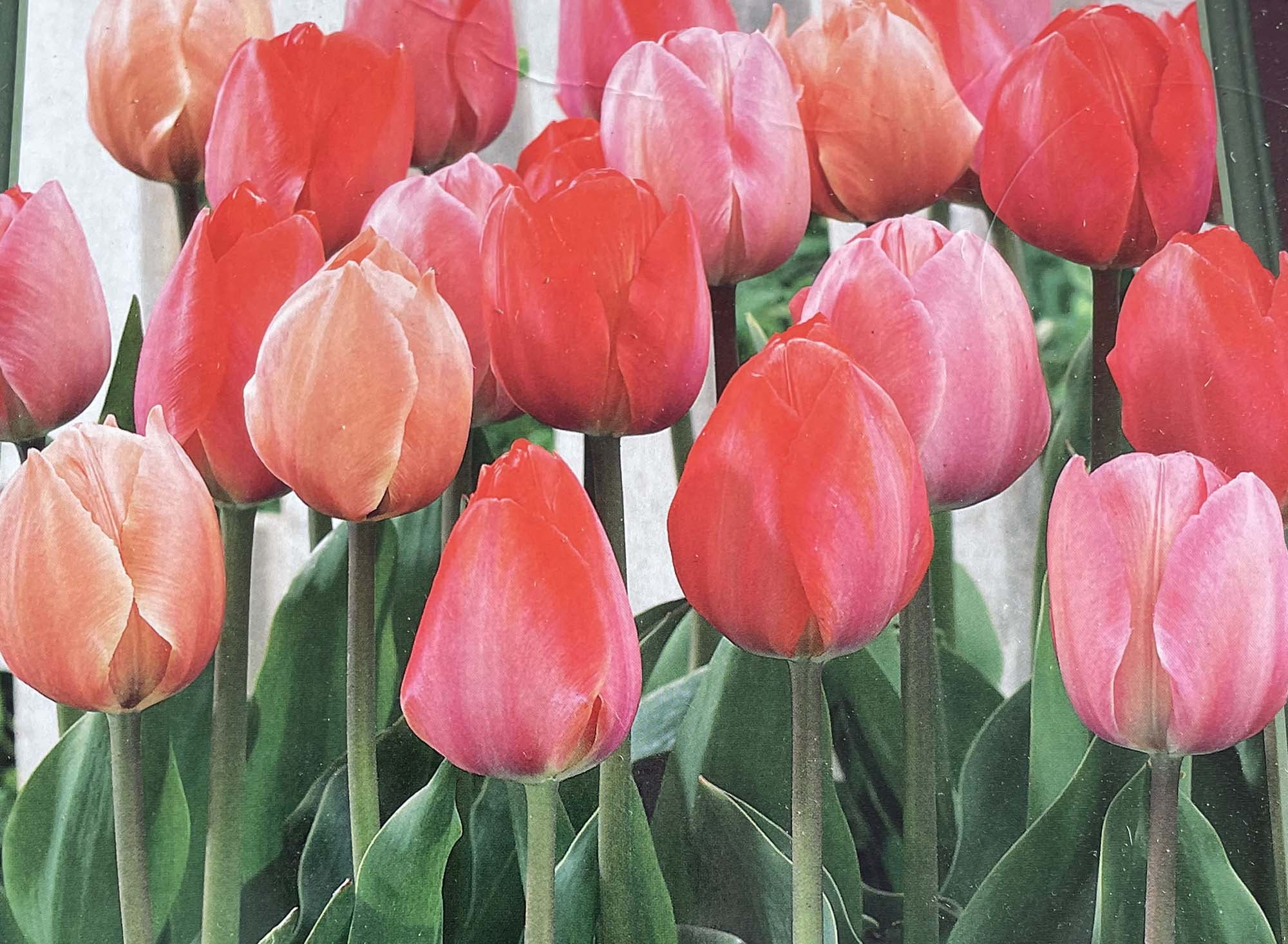 Blush Blend Darwin Tulip Mix 25 Bulbs - Pink Shades - 12/+ cm Bulbs ...