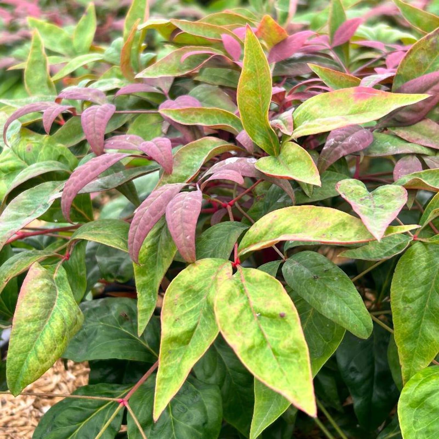 Blush Pink™ Heavenly Bamboo - 3 Gallon Pot - Walmart.com