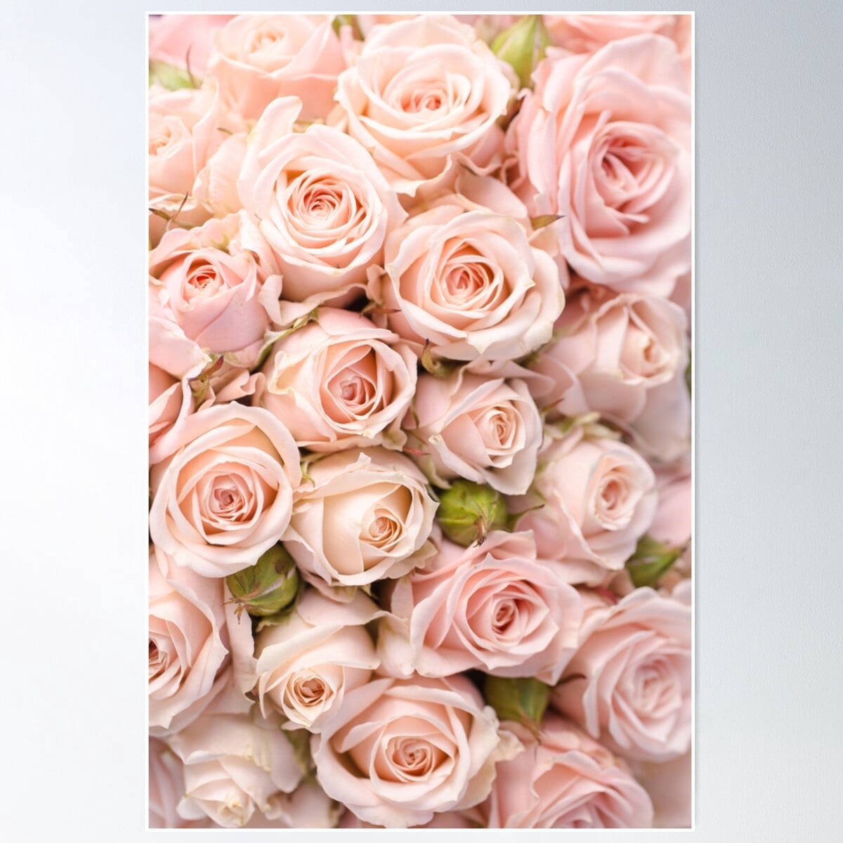 Blush Pink Rose Flowers Poster Wall Art Modern Wall Decor For Living ...