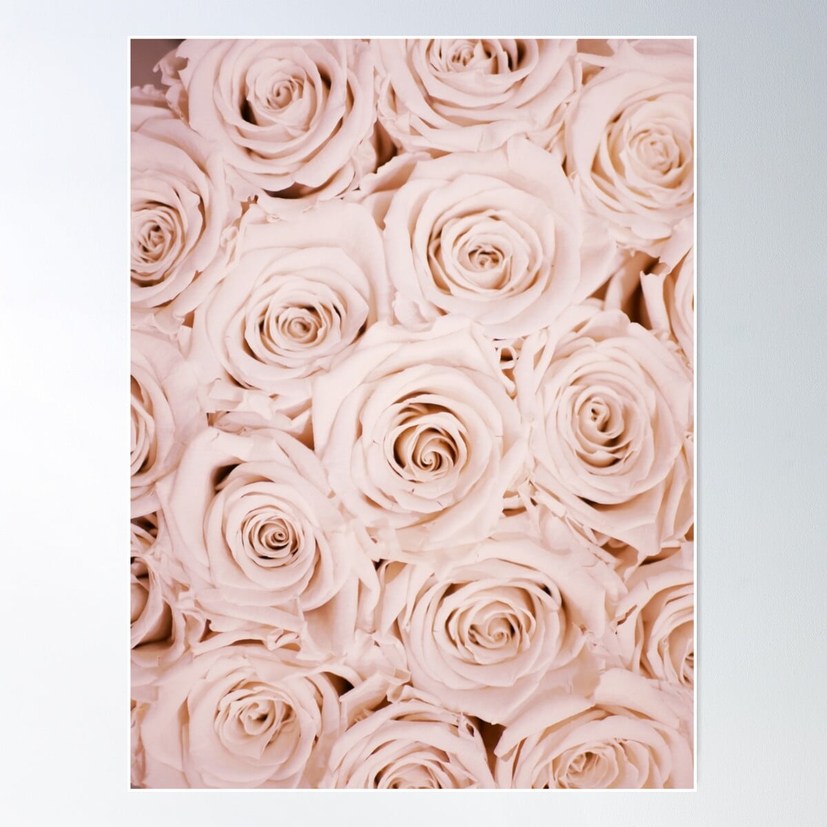 Blush Pink Roses Poster Wall Art, Modern Wall Decor For Living Room ...