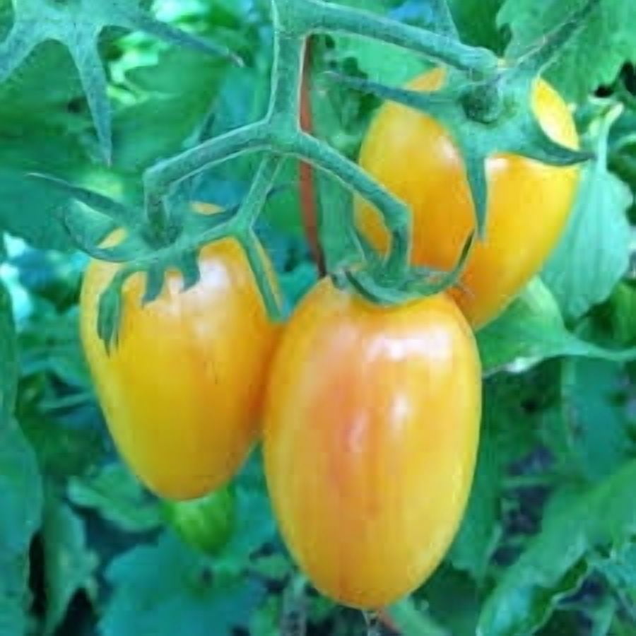 Blush Tomato Seeds (25 Seeds), Plant Seeds - Walmart.com