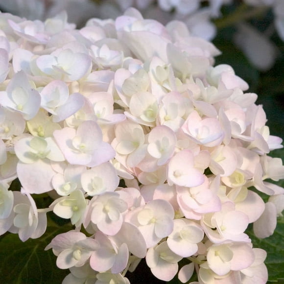 Hydrangea Bushes in Garden Bushes - Walmart.com