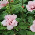 Blushing Bride Hibiscus ( Althea ) - Rose Of Sharon - Live Plant ( 1 QT ...
