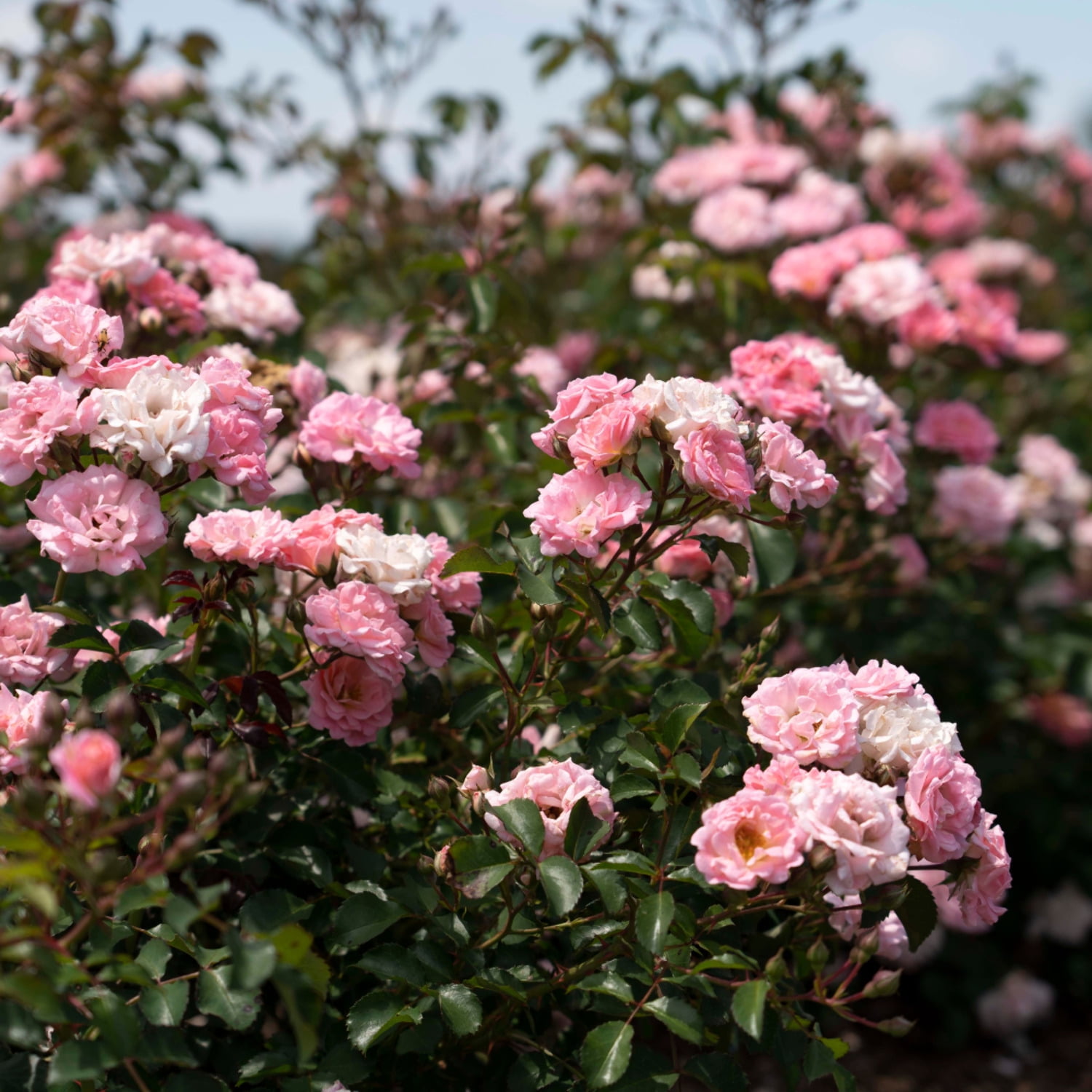 Blushing Drift Rose - 3 Gallon Pot, Live Deciduous Shrub, Full Sun ...