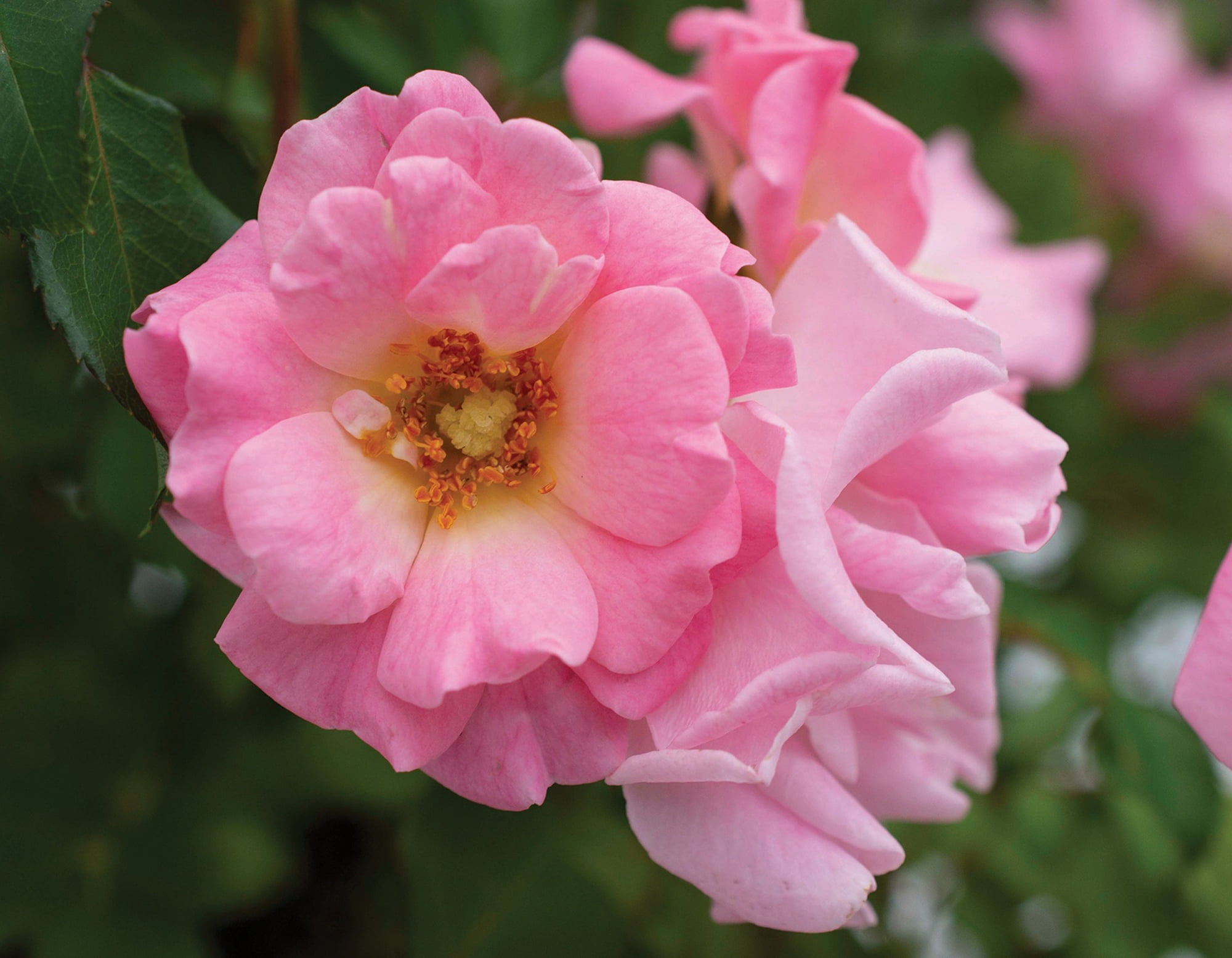 Blushing Drift® Rose - Great for Smaller Gardens - Bare Root - Walmart.com