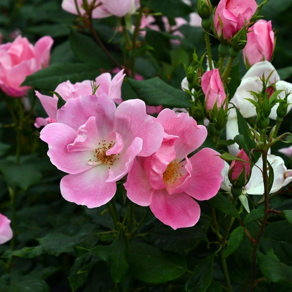 Knockout Roses