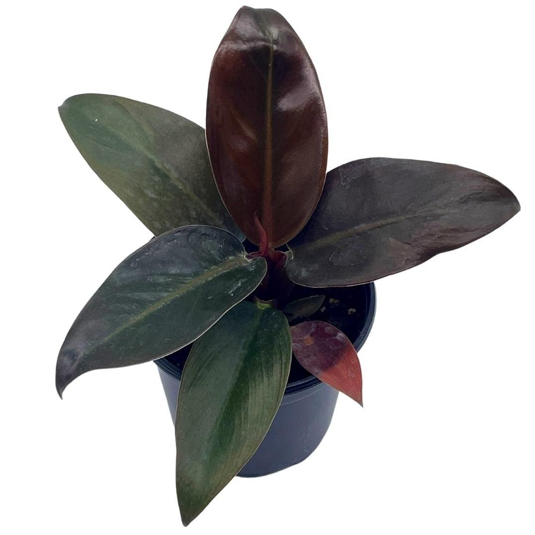 Blushing Philodendron, 4 inch, Red-Leaf Philodendron, Philodendron ...