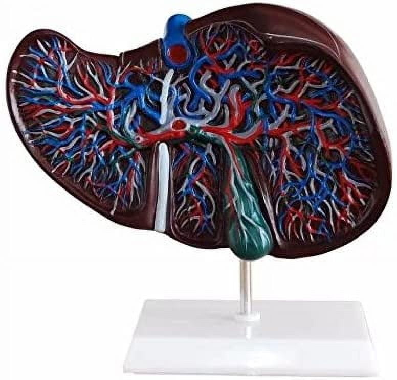 Human Liver Simulation Model Medical Anatomy PVC Plastic Natural Life ...