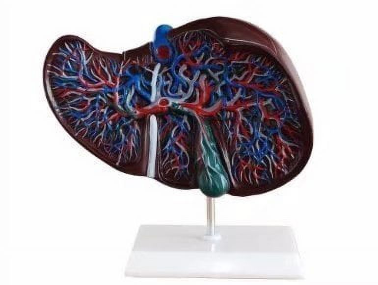 BoNew Human Liver Simulation Model Medical Anatomy PVC Plastic Natural ...