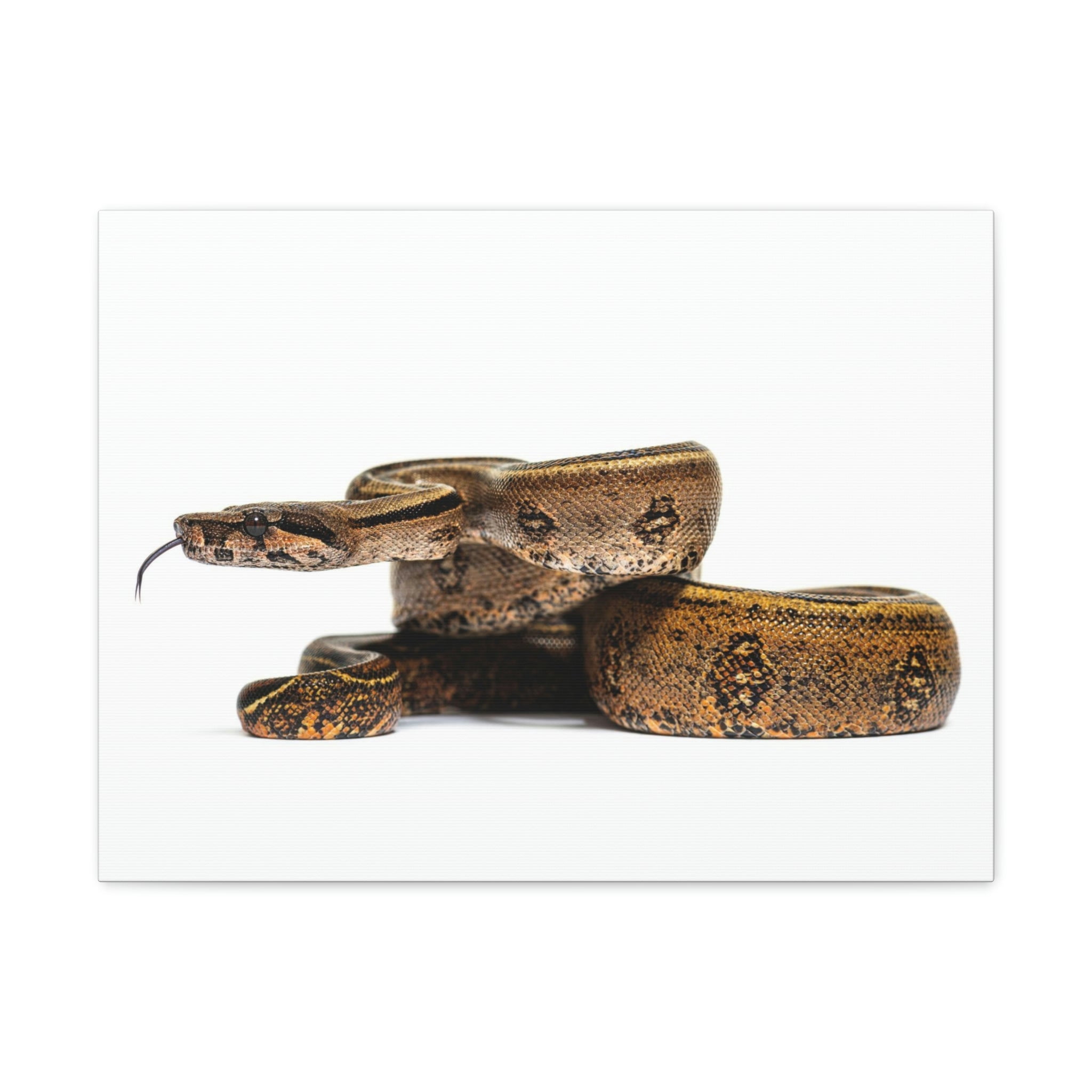 Boa Hunting Boa on Hunt Print Animal Wall Art Wildlife Canvas Prints ...