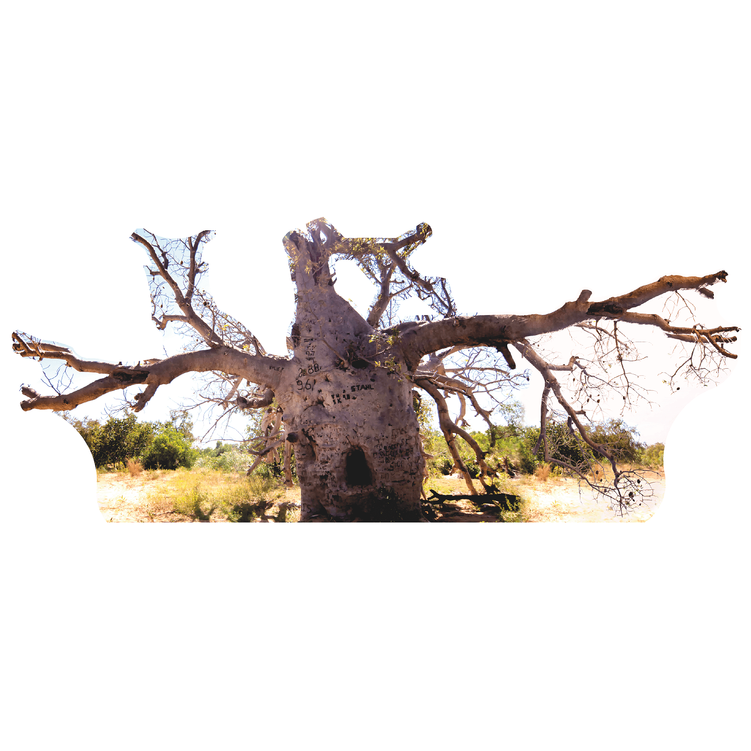 Boab Prison Tree Most Famous Trees Cardboard Cutout Standee Standup ...