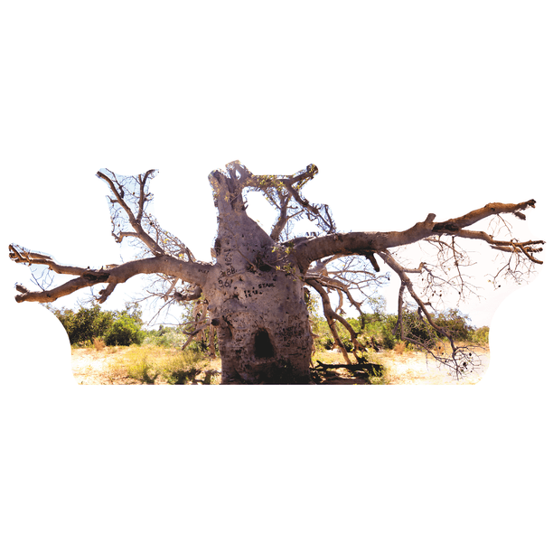 Boab Prison Tree Most Famous Trees Cardboard Cutout Standee Standup ...