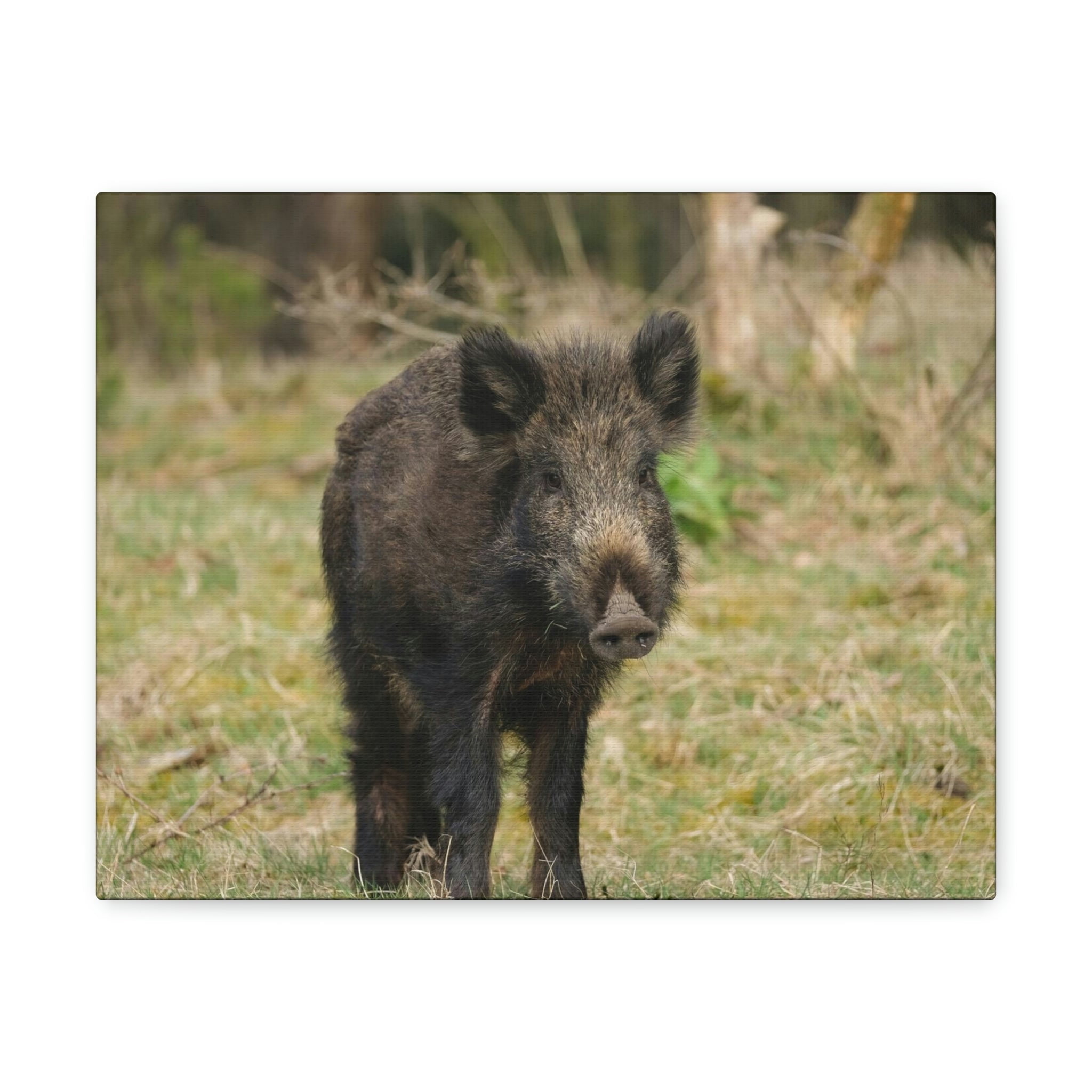 Boar Hunting Boar on Hunt Print Animal Wall Art Wildlife Canvas Prints ...