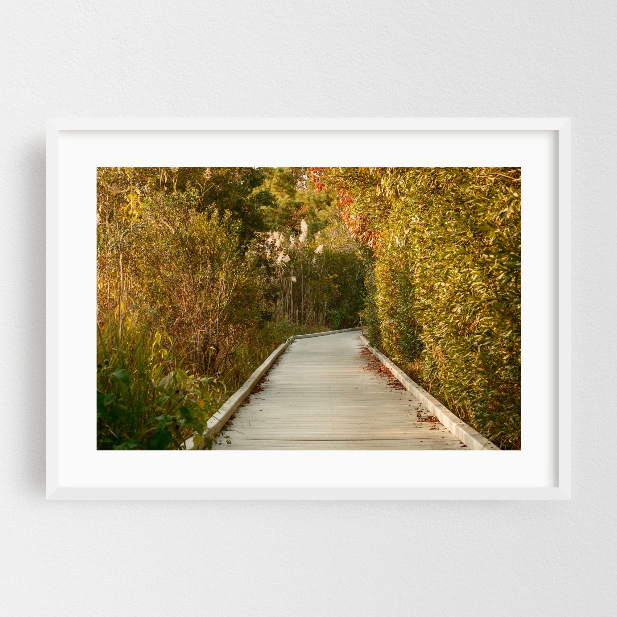 Boardwalk at Cape May Point - Cape May Point New Jersey Photography ...