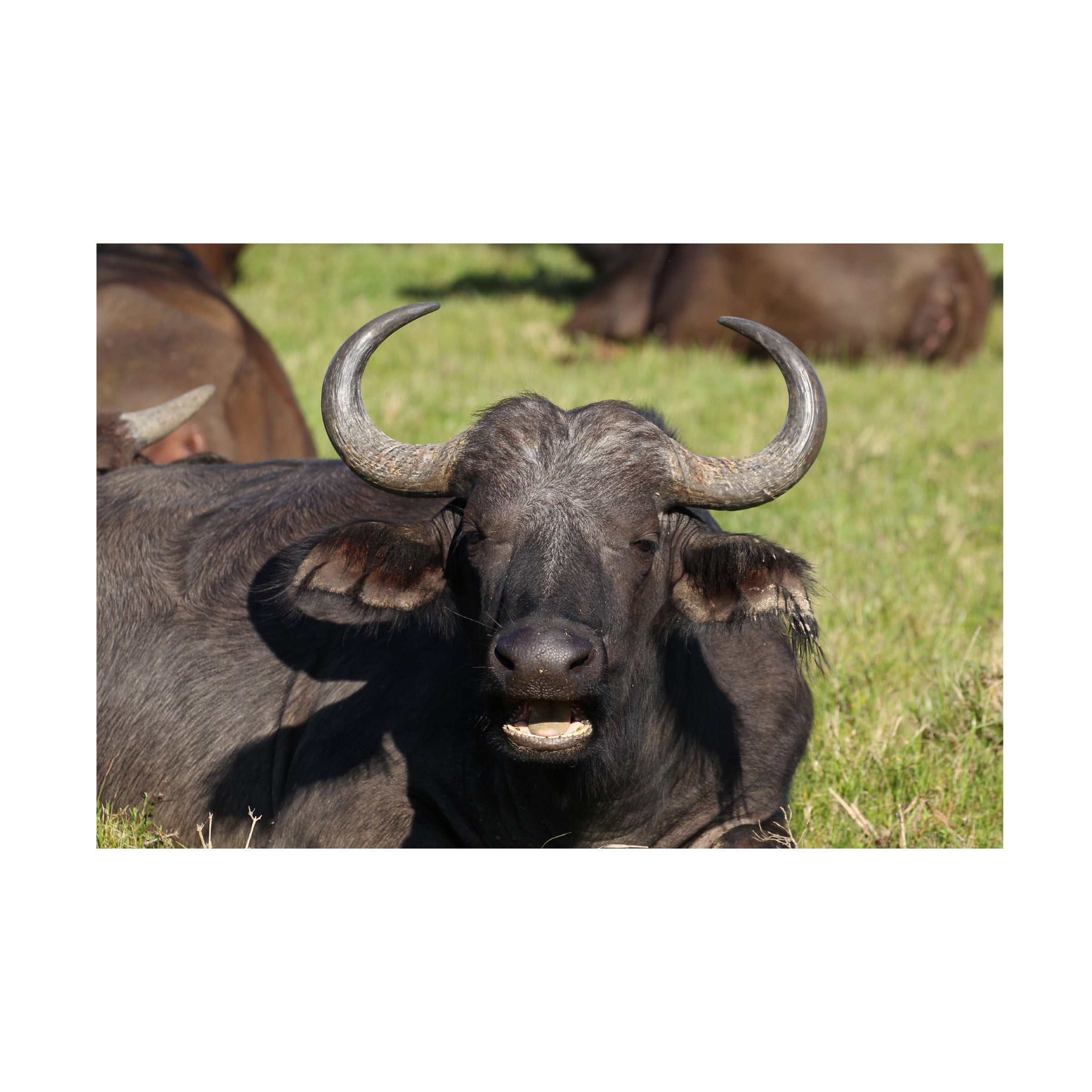 Bob Langrish 'Cape Buffalo 1' Canvas Art - Walmart.com