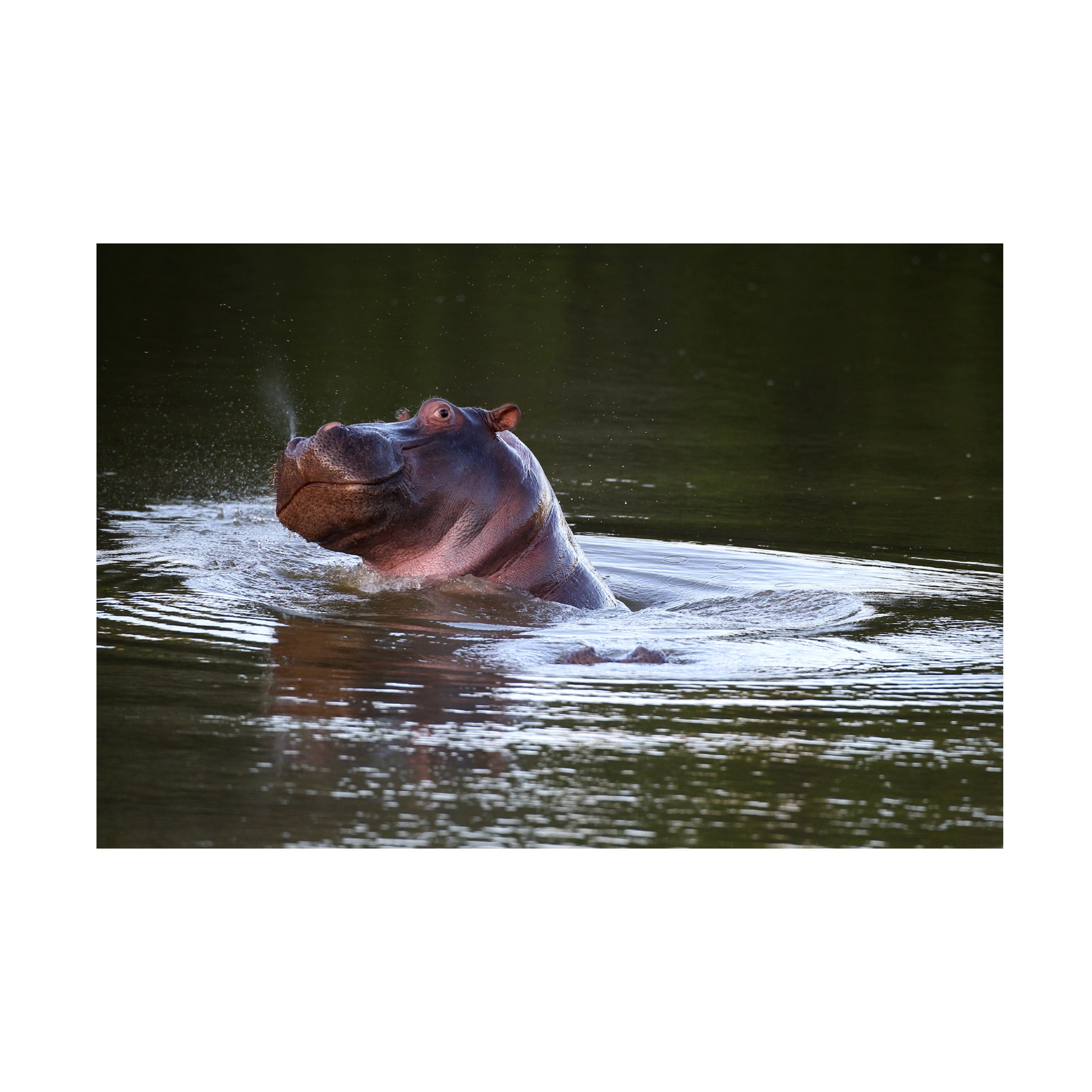 Bob Langrish 'Hippopotamus 1' Canvas Art - Walmart.com