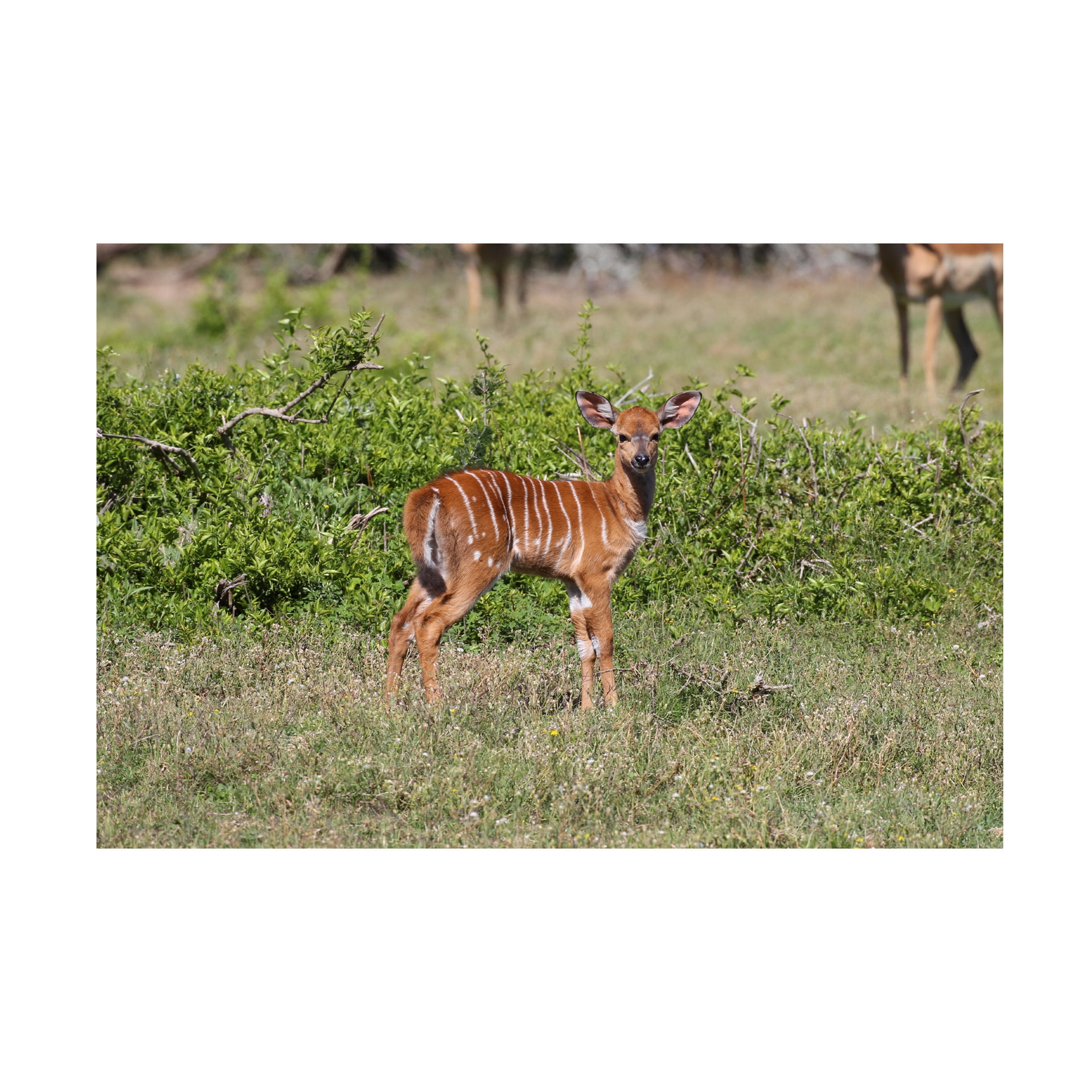 Bob Langrish 'Nyala Calf' Canvas Art - Walmart.com