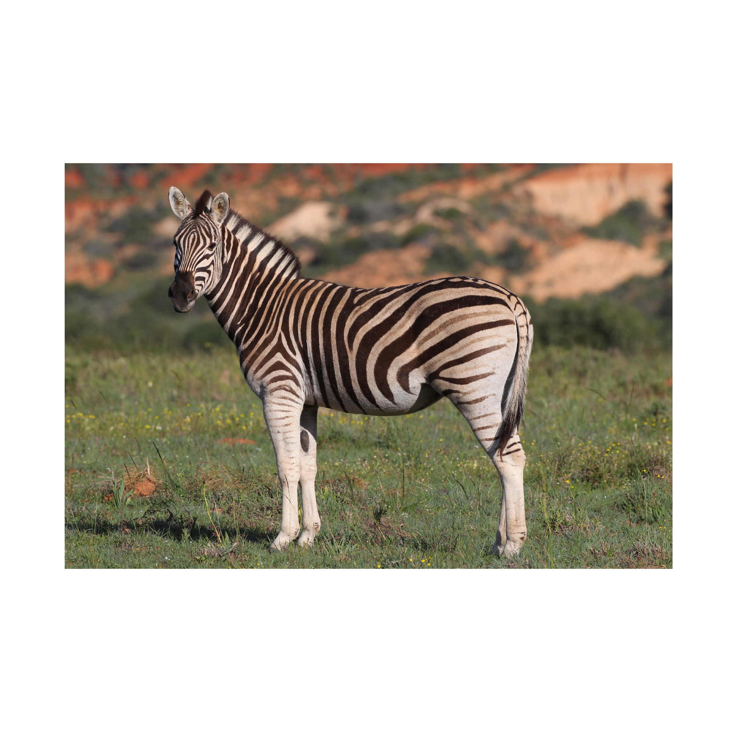 Bob Langrish 'Zebra Burchells 3' Canvas Art - Walmart.com