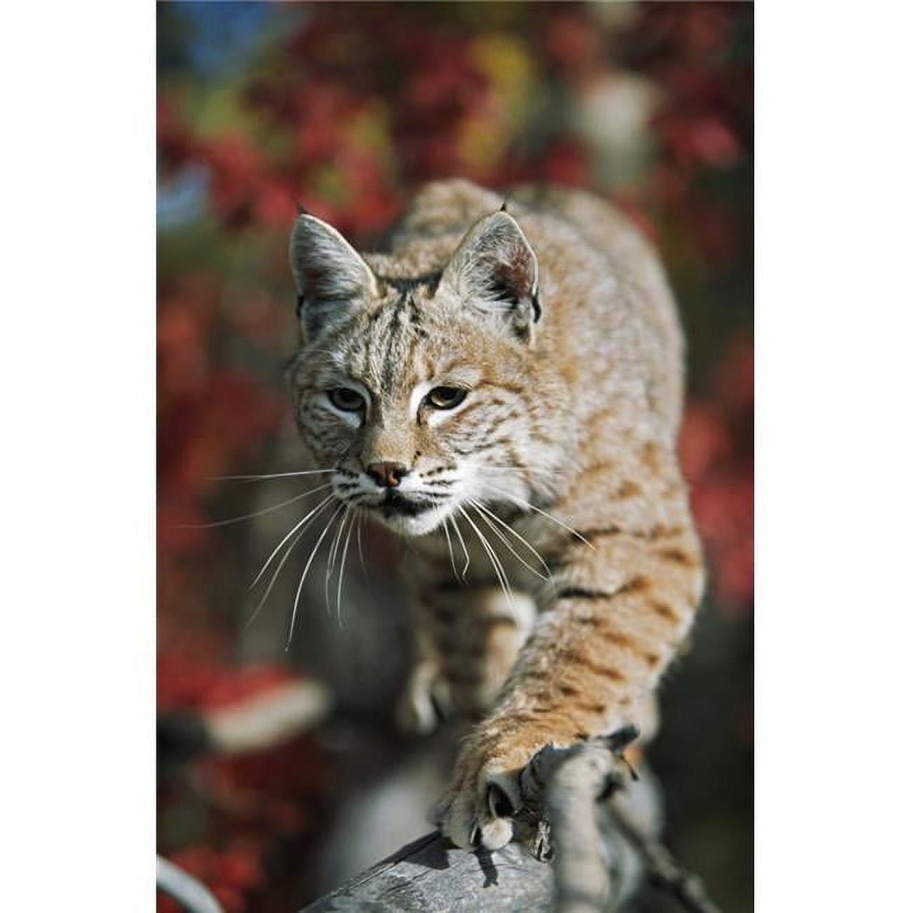 Bobcat Felis Rufus Walks Along Branch Through Red Leaves of A Hawthorn ...