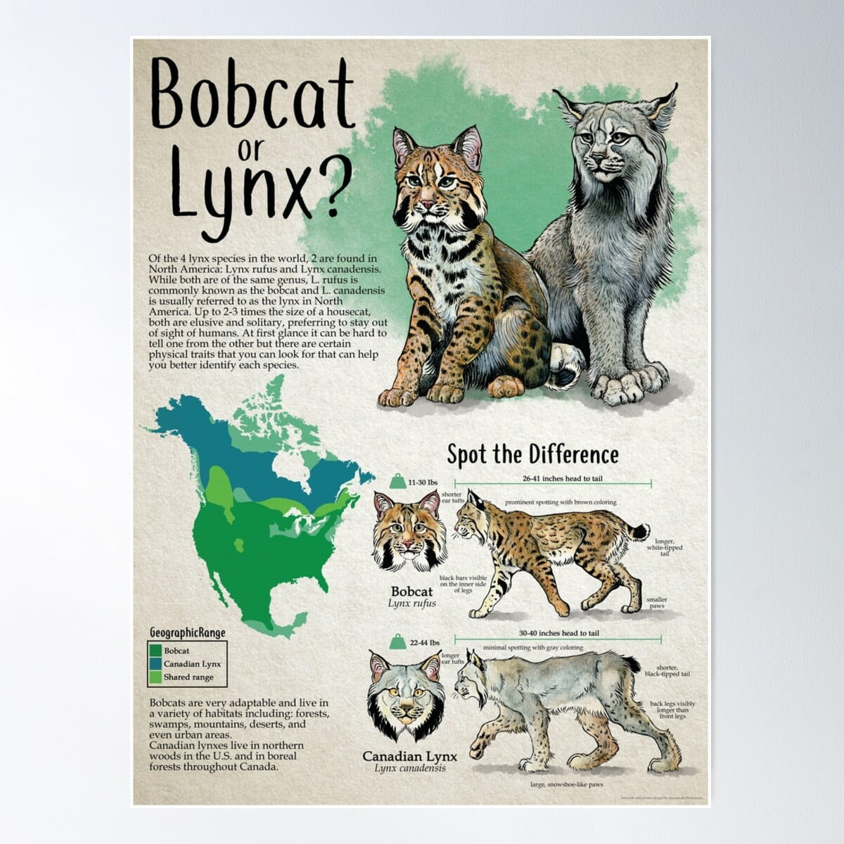 Bobcat Vs Lynx Comparison Identification Infographic Poster Wall Art ...