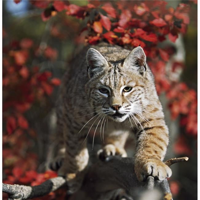 Bobcat Walks Along Branch Through Red Leaves Of A Hawthorn In Autumn ...