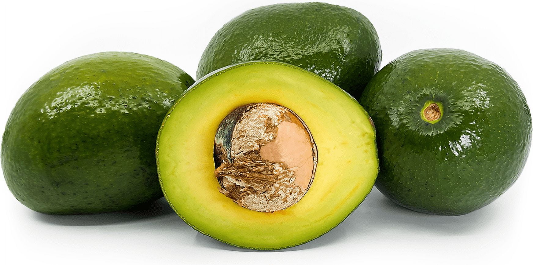 Boca Hydro Grafted Monroe Avocado Tree Organic Fruit Tree - Walmart.com