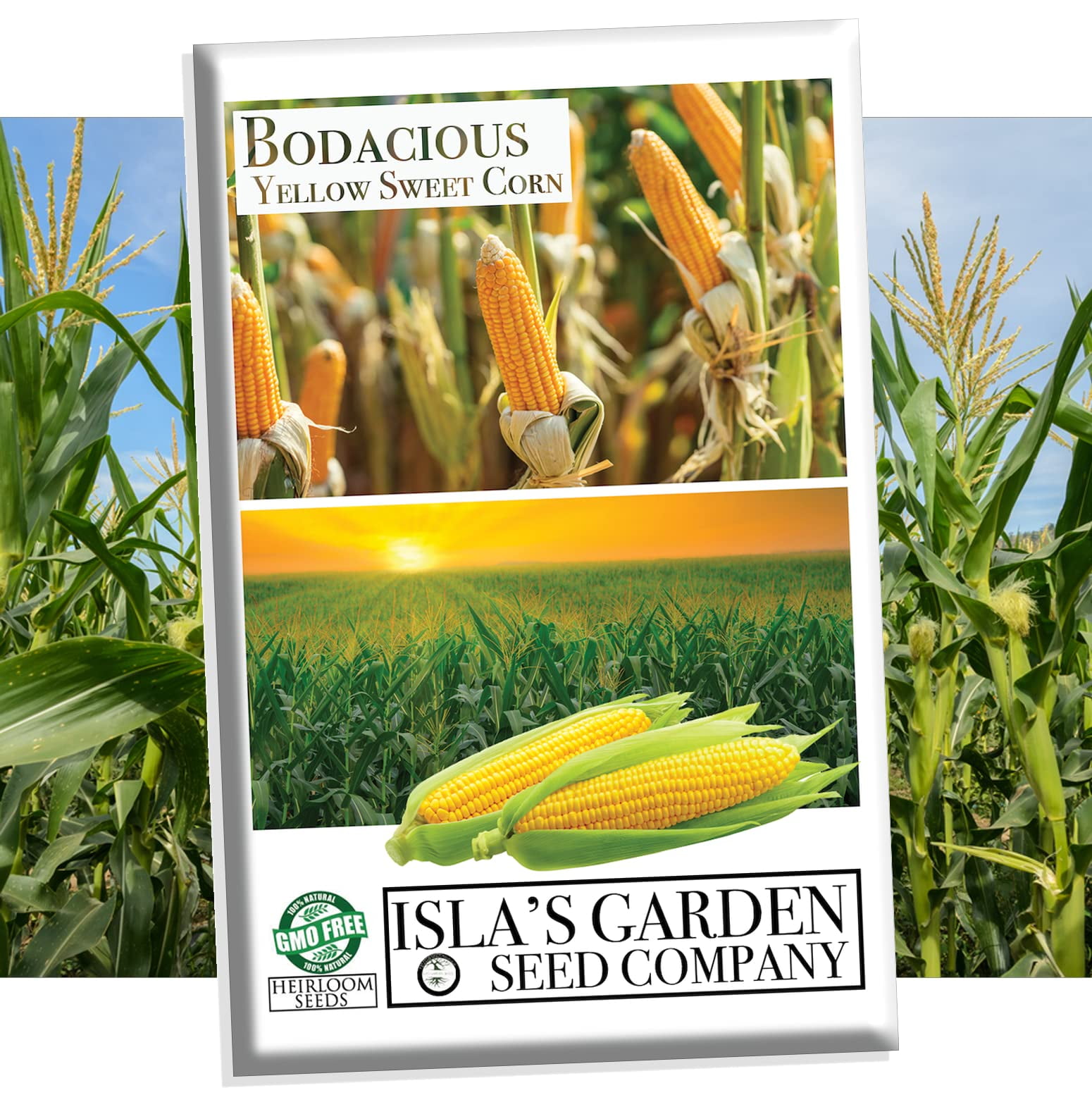 Bodacious RM SweetEGSC Yellow Corn Seeds (Zea mays) - 50+ Seeds by Isla ...