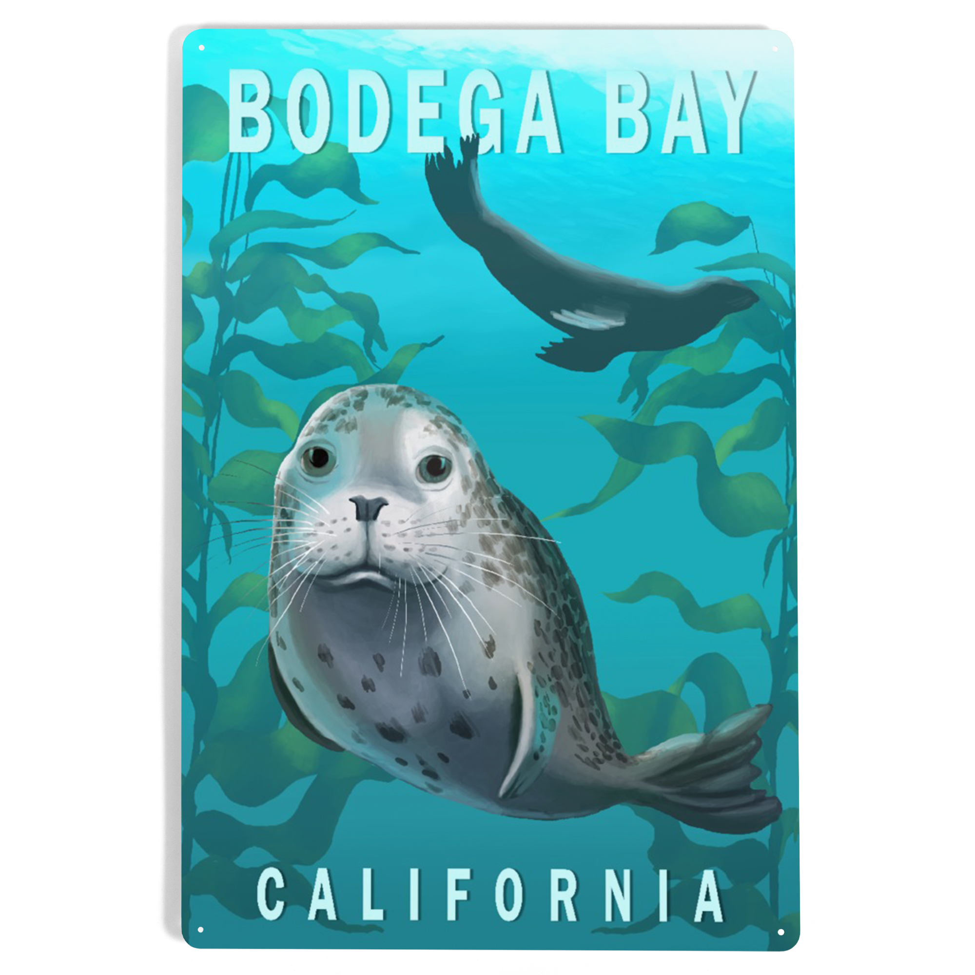 Bodega Bay, California, Harbor Seals (12x18 Aluminum Art, Indoor ...
