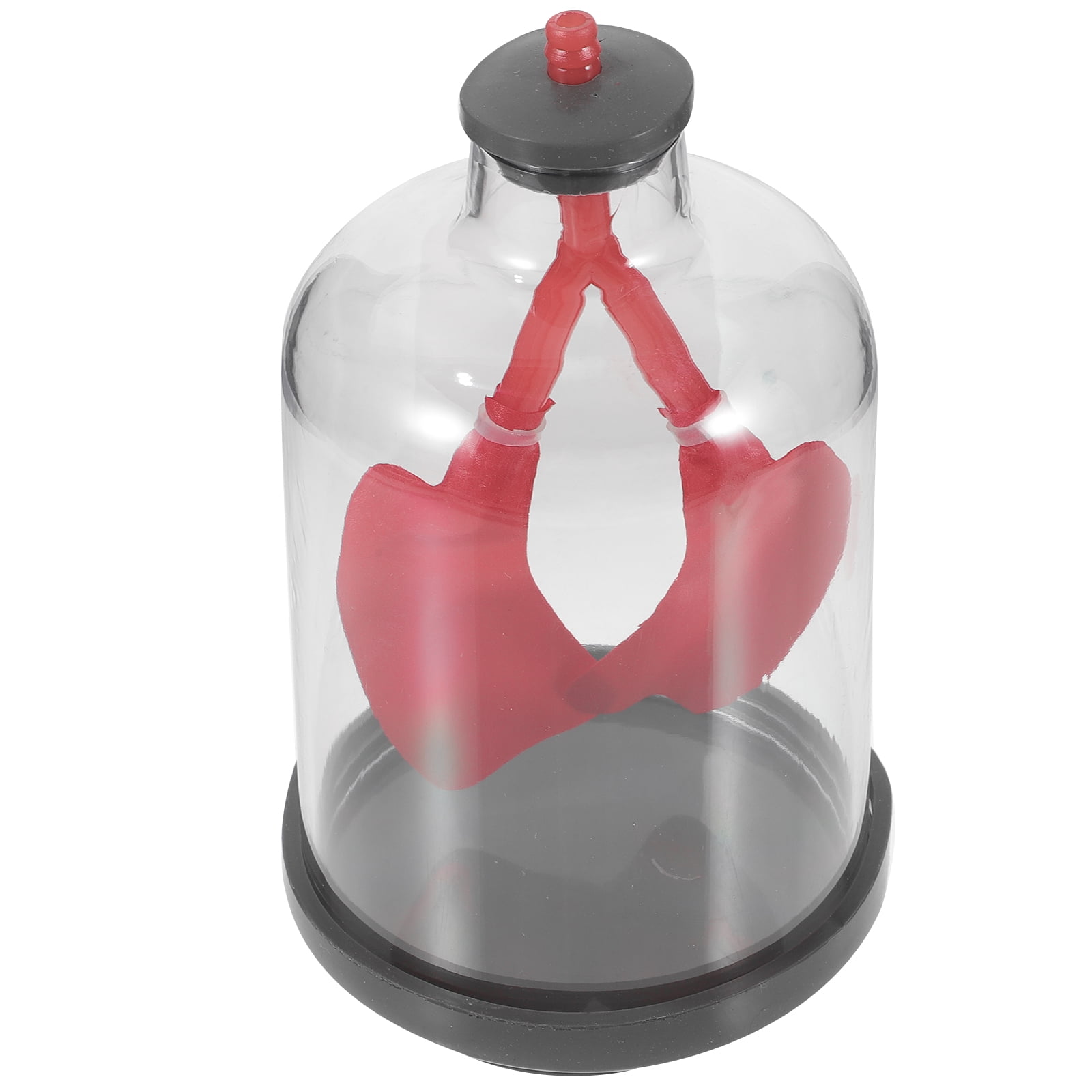 Body Organ Apron Lung Strengthener Breathing Model Anatomy - Walmart.com