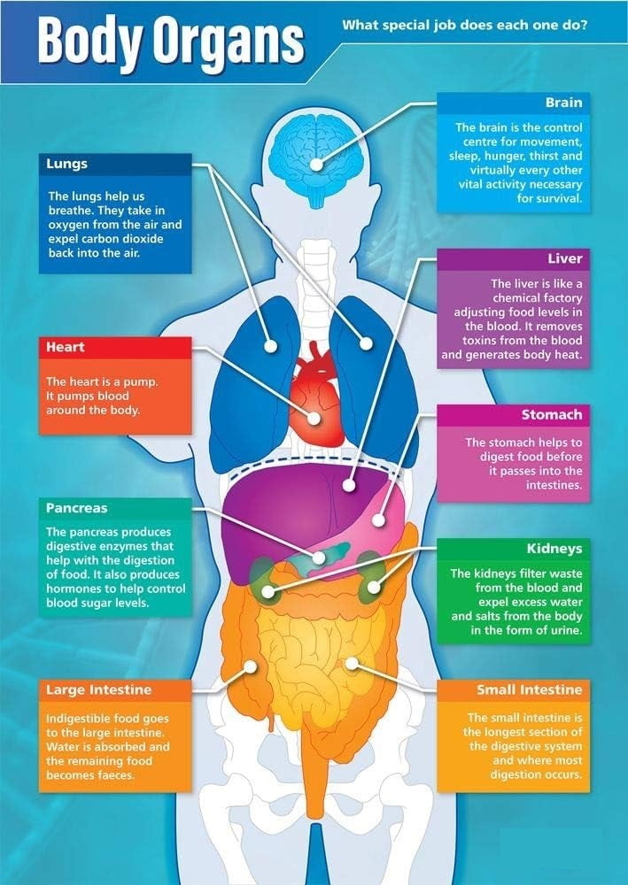 Body Organs Science Classroom Poster - Biology Middle & High School ...