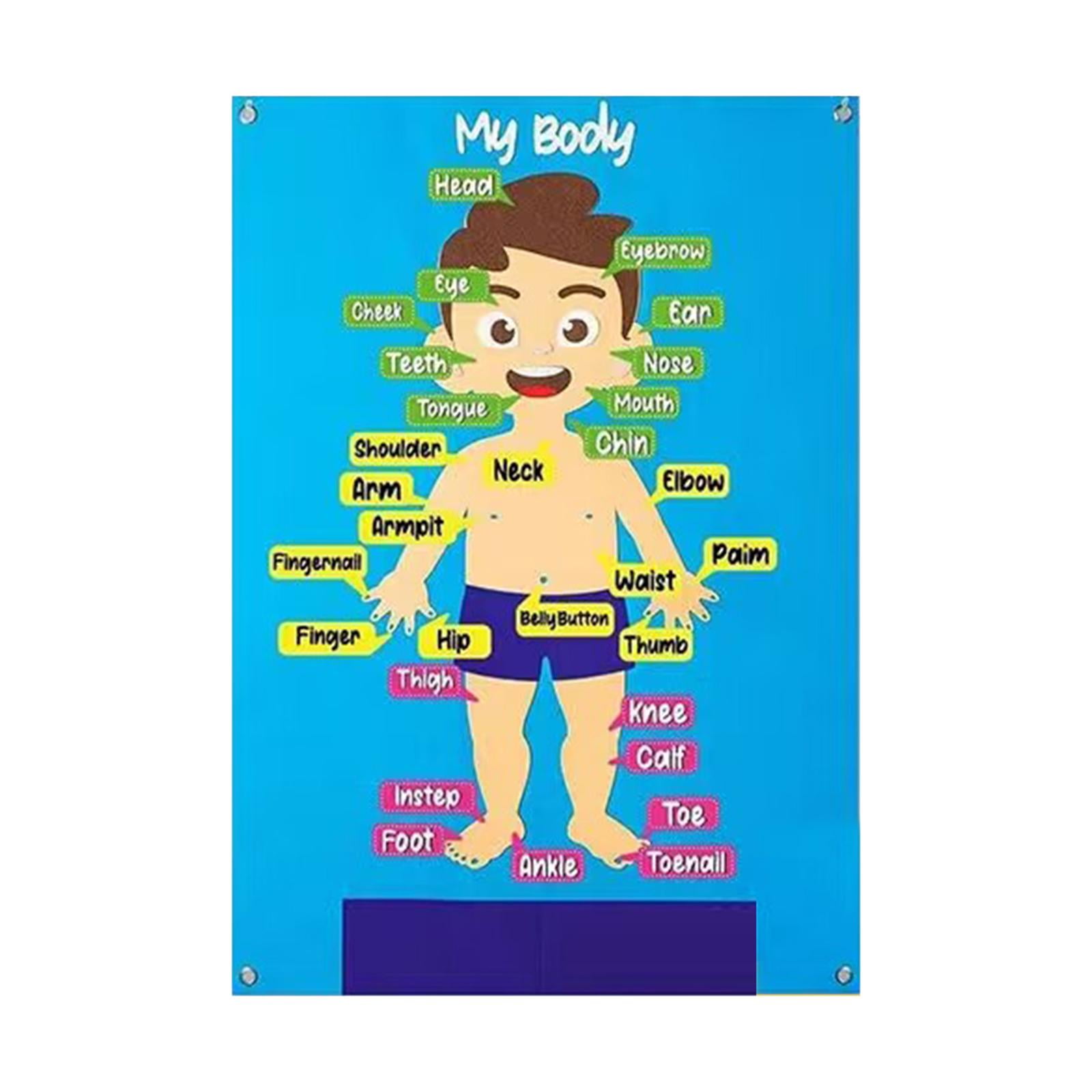 Body Parts Felt Board ,Storytelling Early Learning Human Body Wall Hang ...