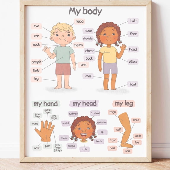 Body Parts Montessori Homeschool Educational For Toddlers Human Body ...