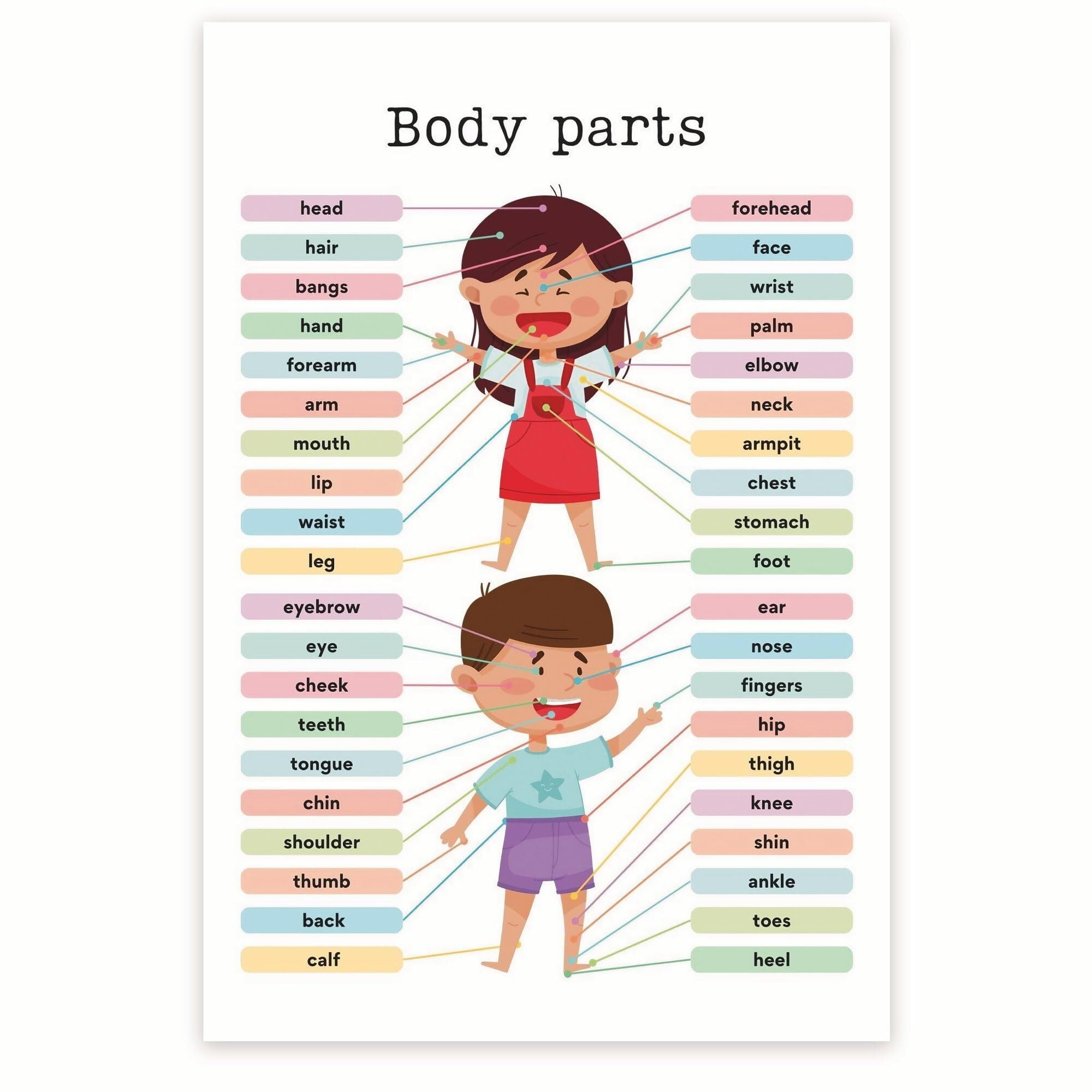 Body Parts Poster - Learning Anatomy for Kids - Biology Science ...