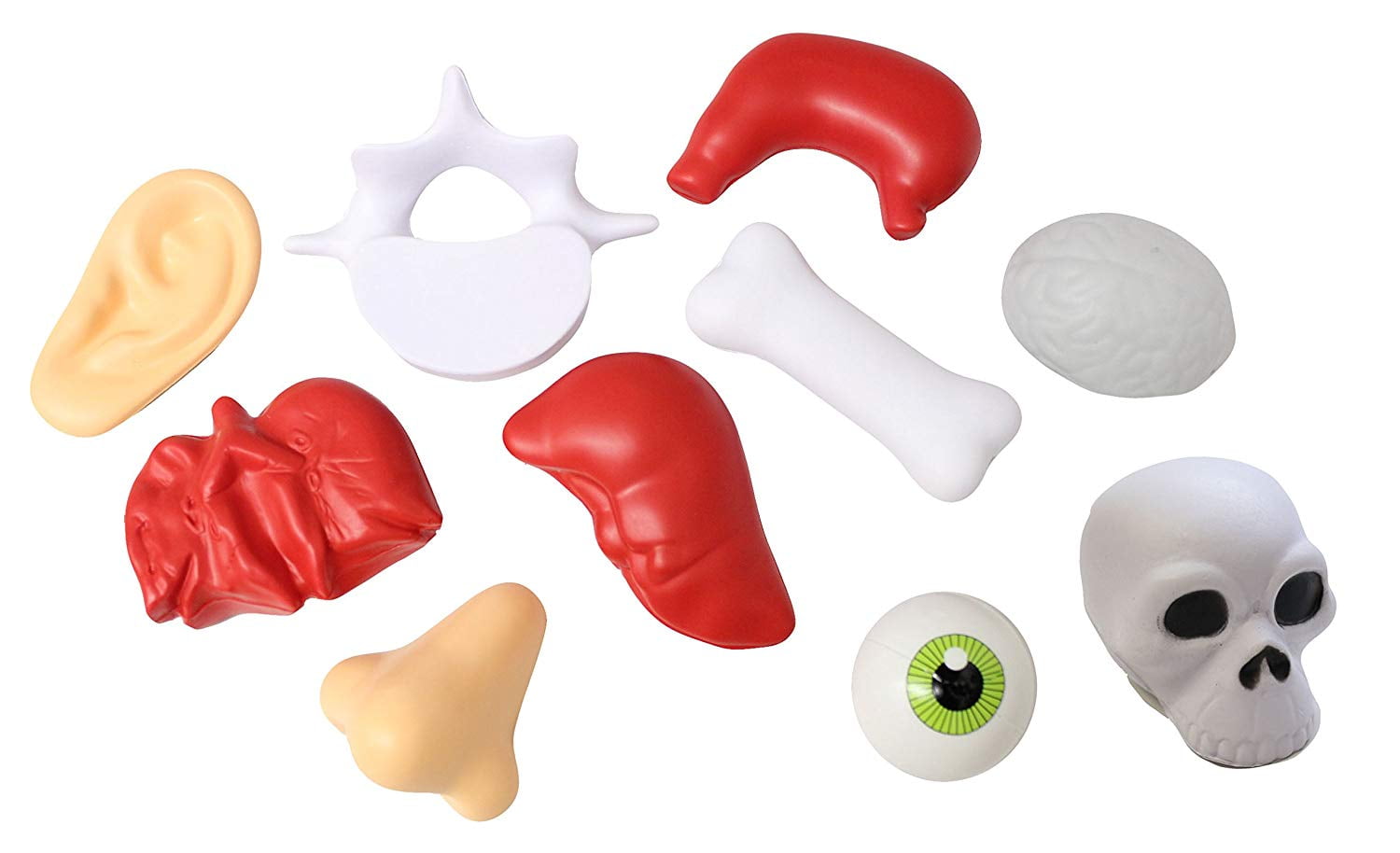Dense Foam Body Parts Stress Ball Bundle (10 pcs) - Gift for Medical ...