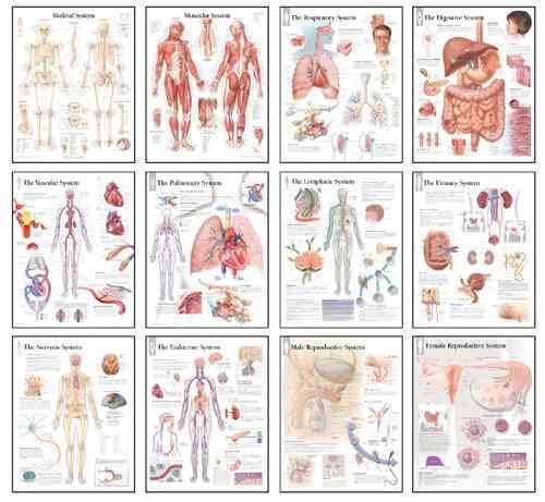Body Systems Chart Set (Wallchart) - Walmart.com