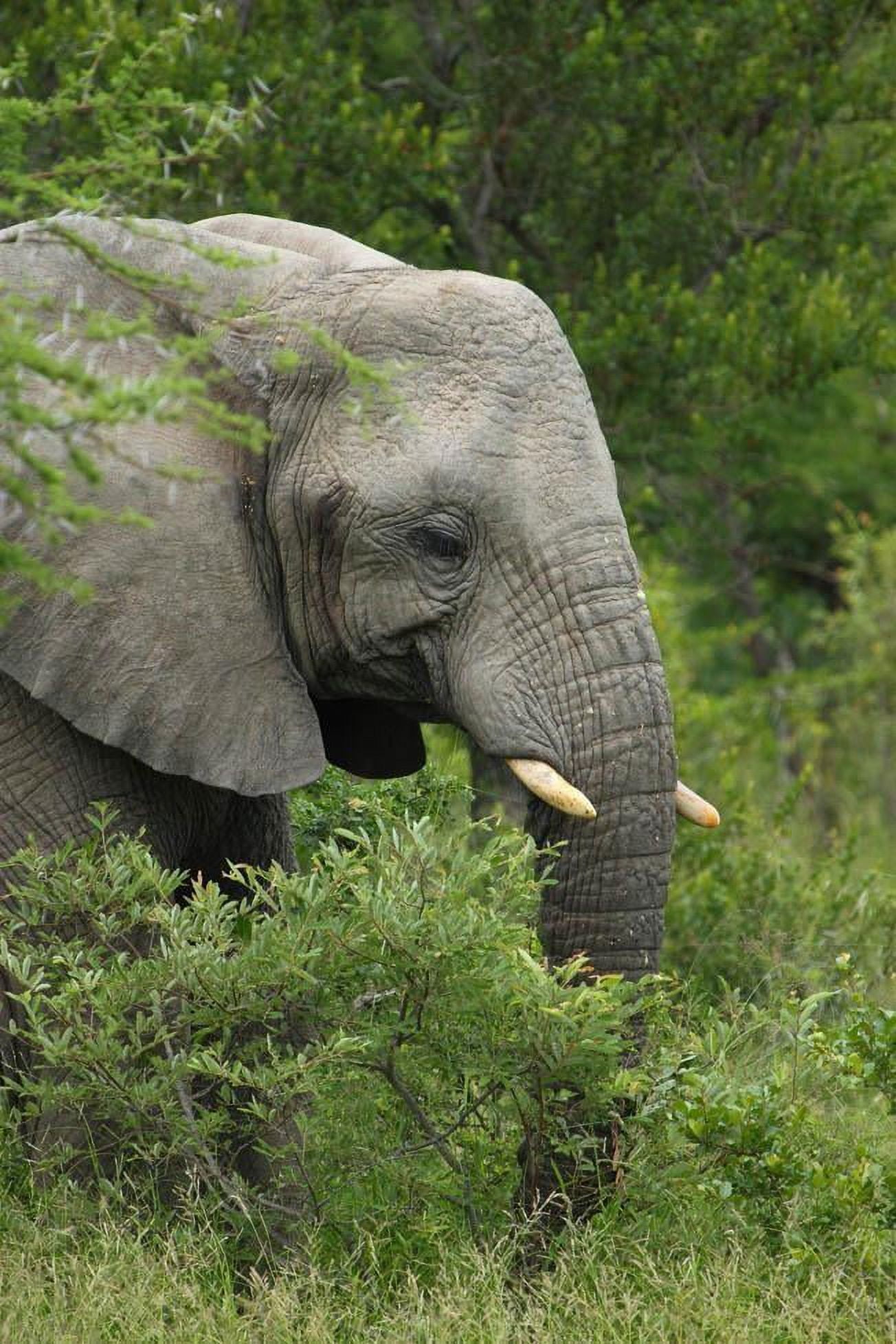 Boer Elephant Glossy Poster - Walmart.com