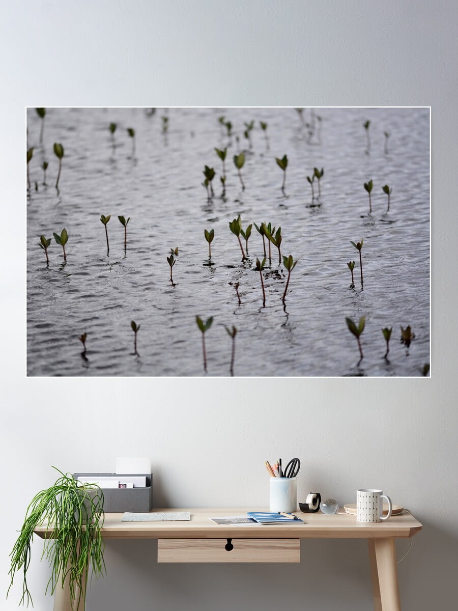 Bog Bean Plants In Moody Grey Water Poster Wall Art, Modern Wall Decor ...