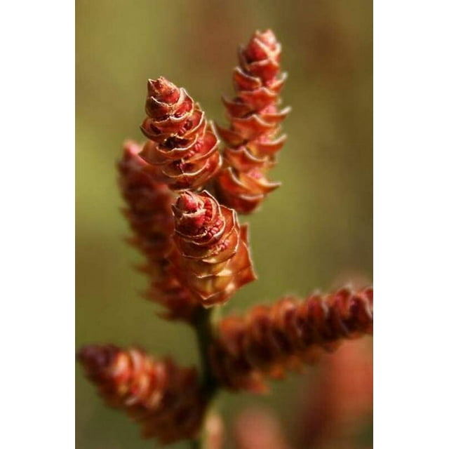 Bog Myrtle Shrub Seeds for Planting (15 Seeds) - Myrica Gale - Walmart.com
