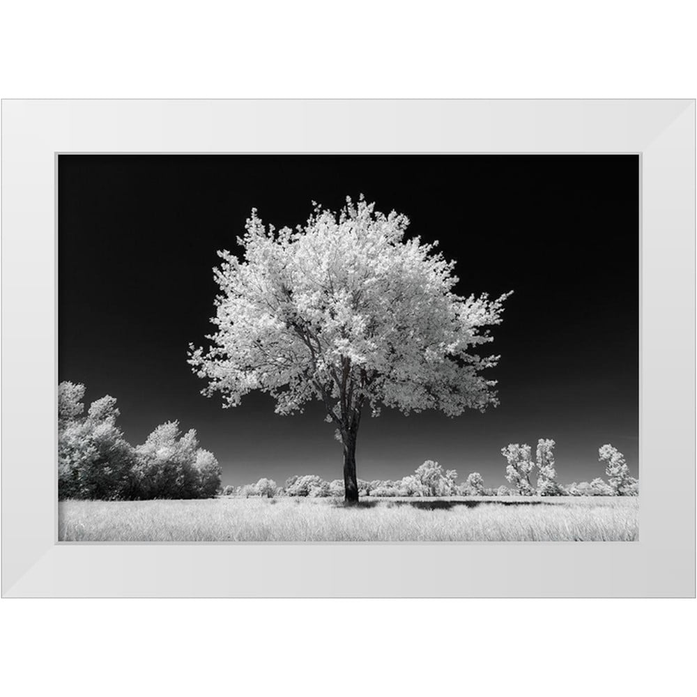 Bogaerts, Sus 32x23 White Modern Wood Framed Museum Art Print Titled ...