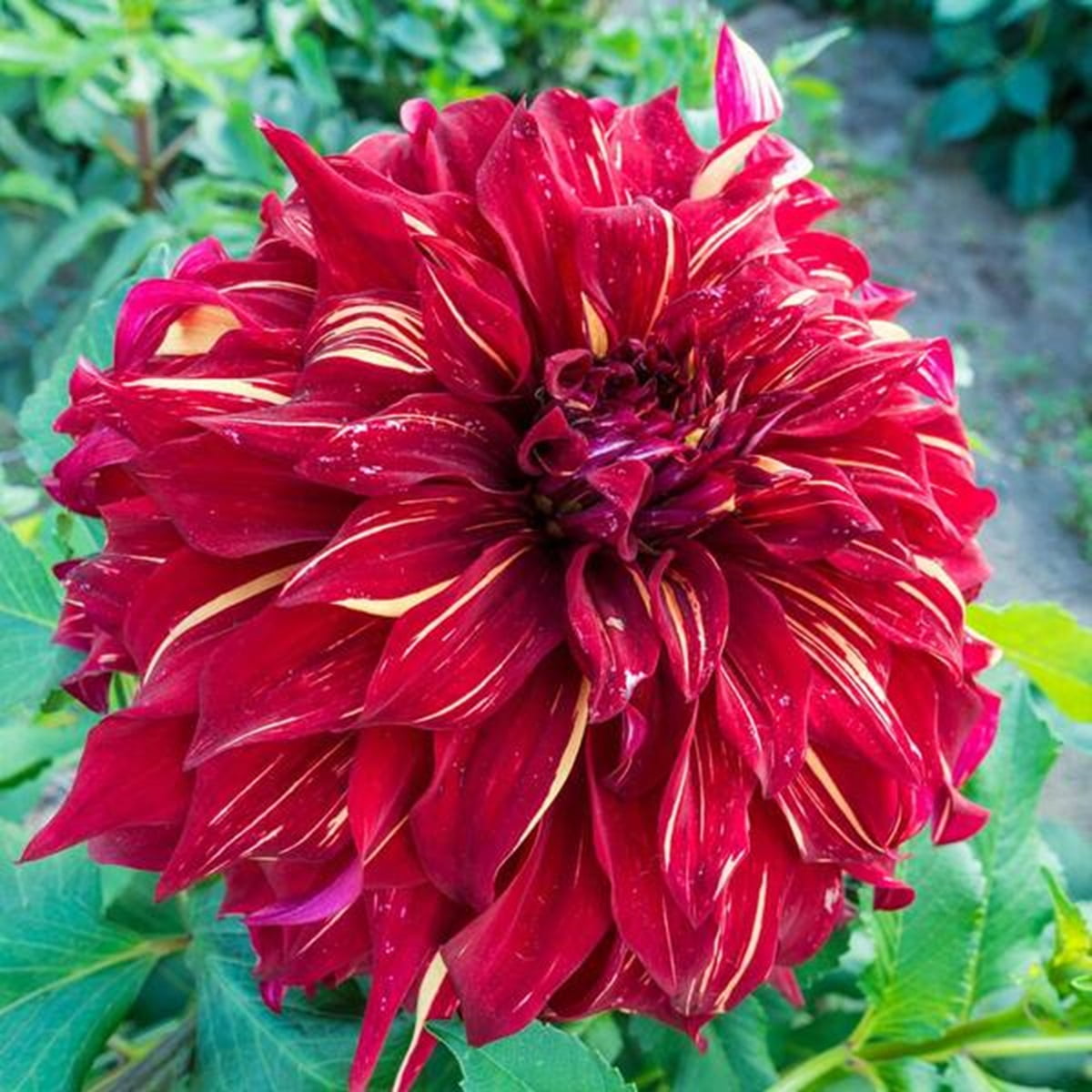 Bohemian Spartacus Dinnerplate Dahlia - Bold Colors - Top Size Root ...