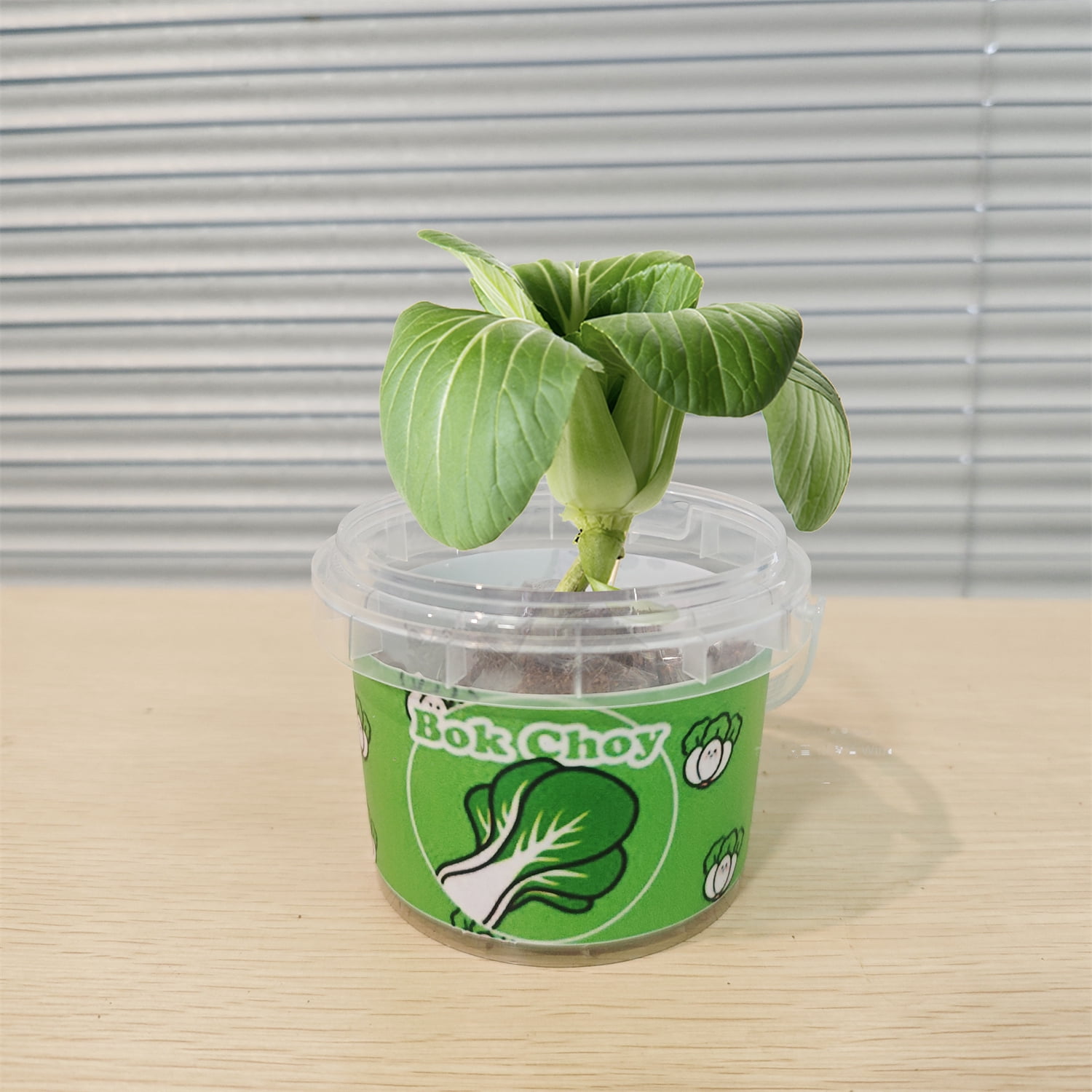 Bok Choy Seeds Mini Grow Pots | Herb, Plant, Flower Starter Kit for ...