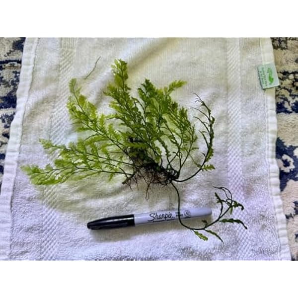 Bolbitis Heudelotti African Water Fern Live Aquatic Plant Freshwater ...