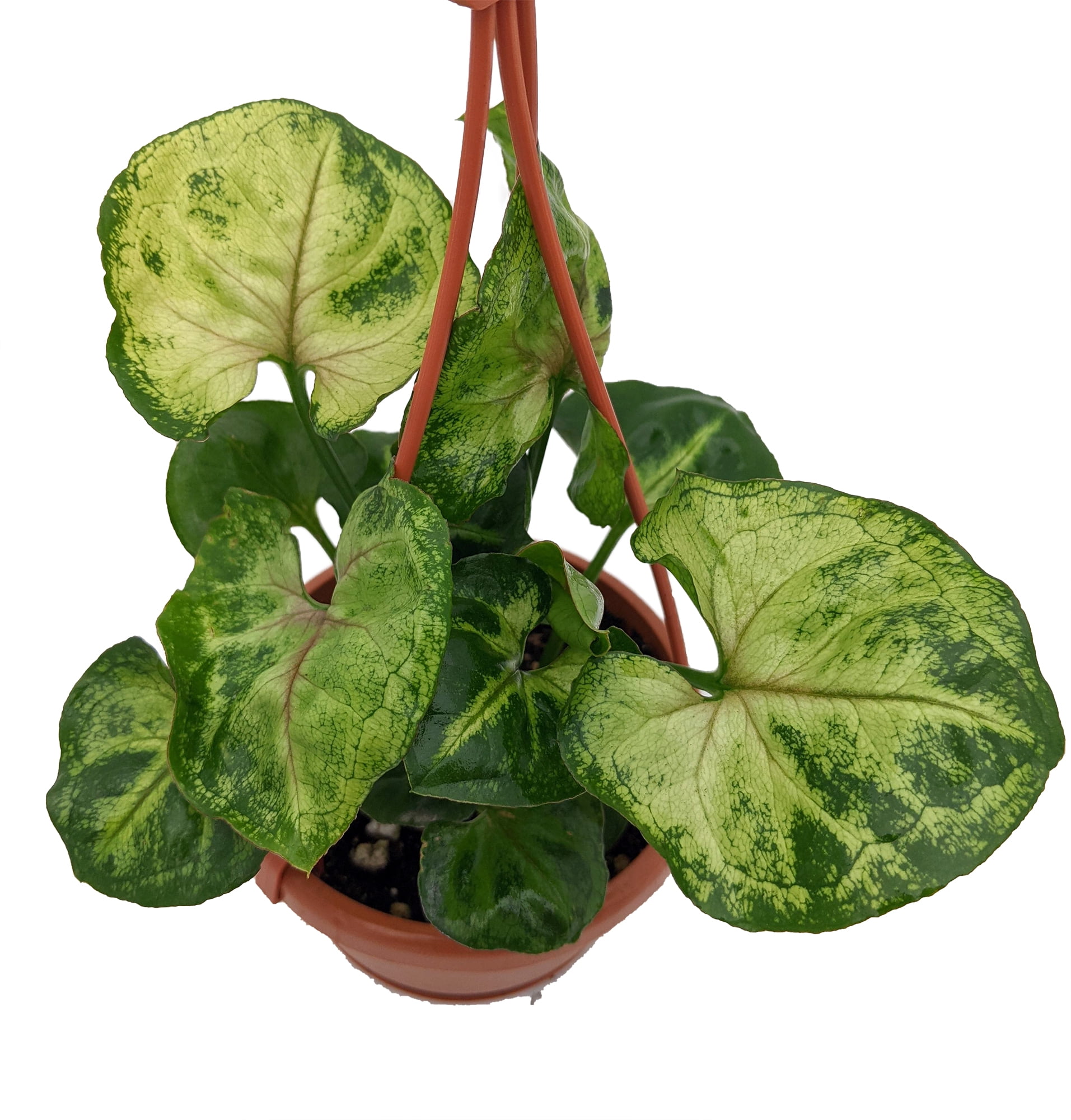 Bold Allusion Arrowhead Plant - Syngonium/Nepthytis - 4" Mini Hanging ...
