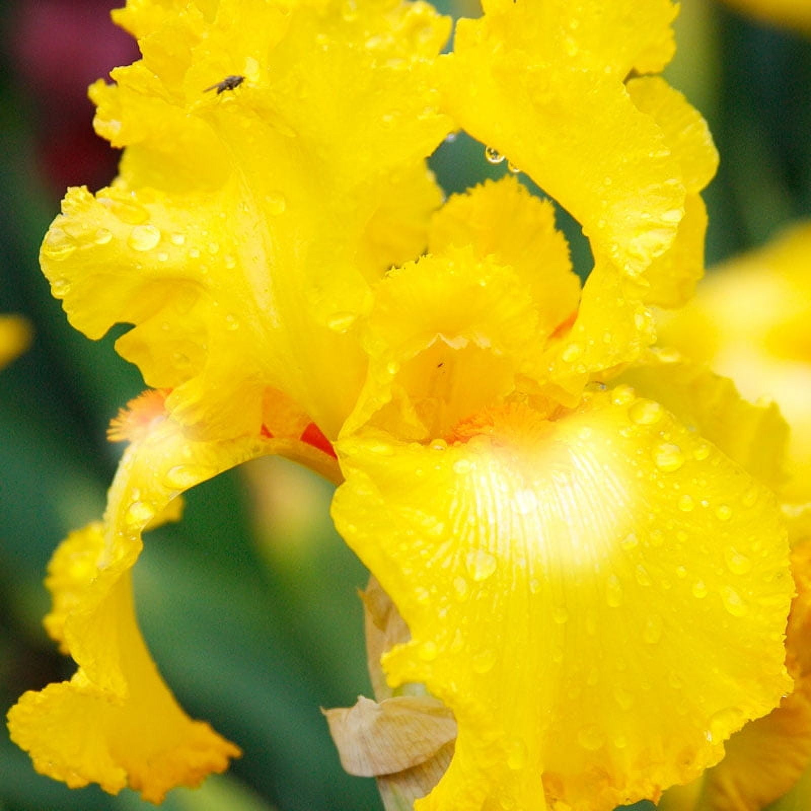 Bold Look Bearded Iris Flower Bulbs - Attracts Butterflies and ...