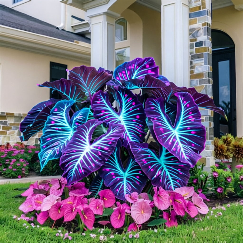 Bold Tropical Elephant Ear, Stylish Accent for Lawns & Pathways, Ideal ...