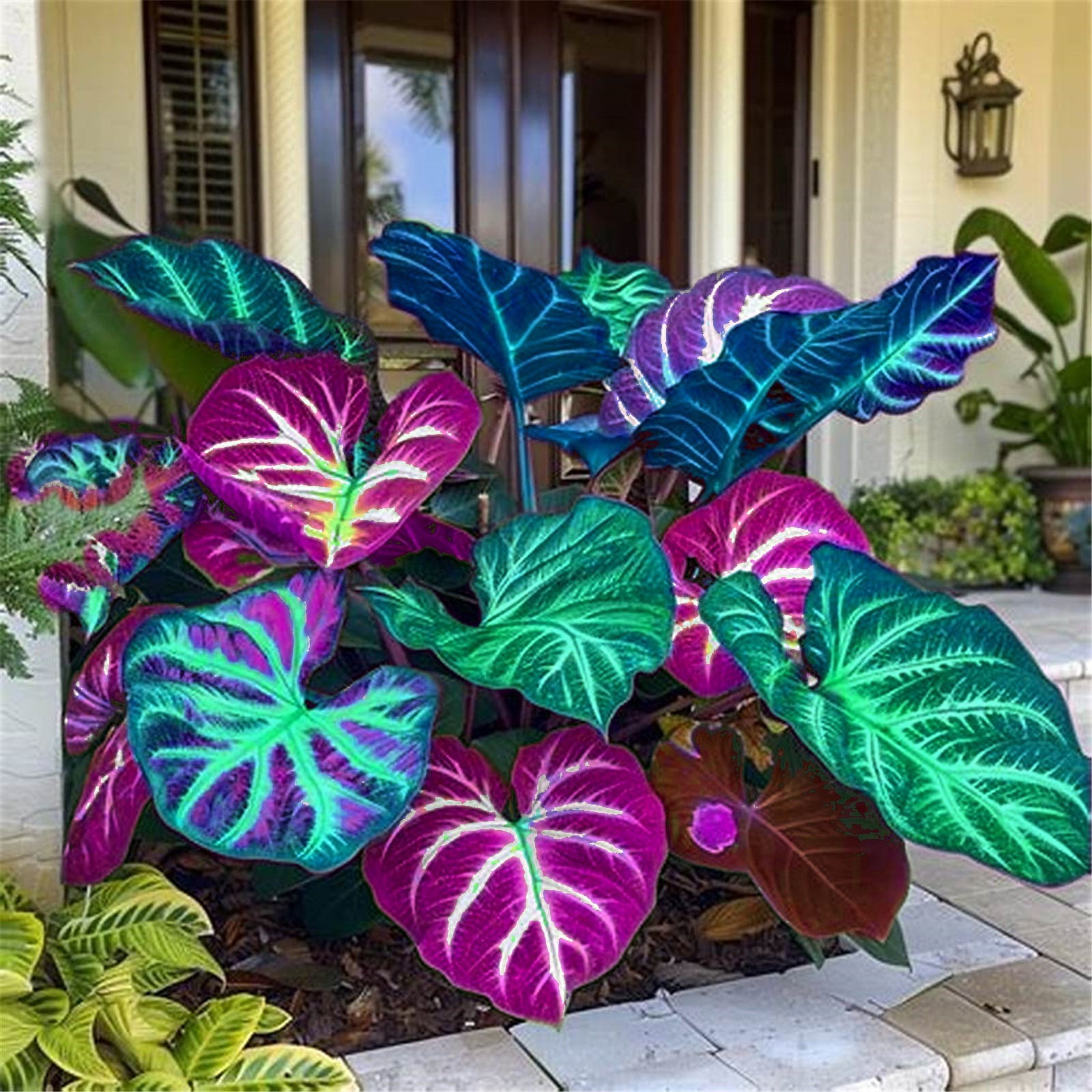 Bold Tropical Elephant Ear, Stylish Accent for Lawns & Pathways, Ideal ...