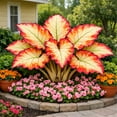 Bold Tropical Elephant ear Bulbs Elephant ear Collection Ornamental ...